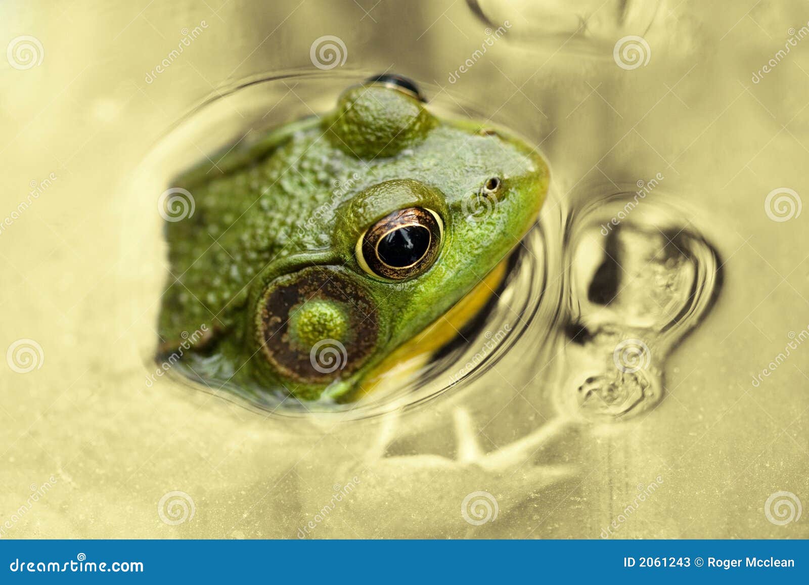 Time for frog stock image. Image of tranquility, outdoors - 2061243