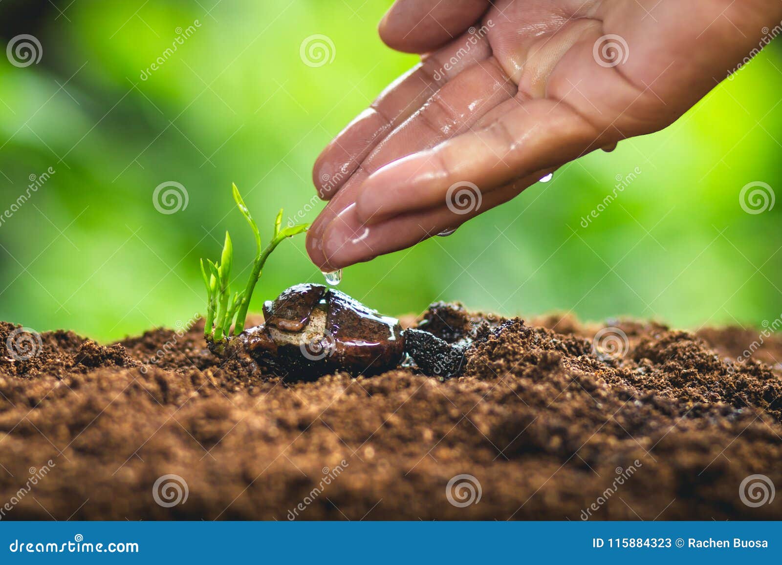 Time and Growth the Seed Planting Seeds Protect the Sapling Sapodilla ...