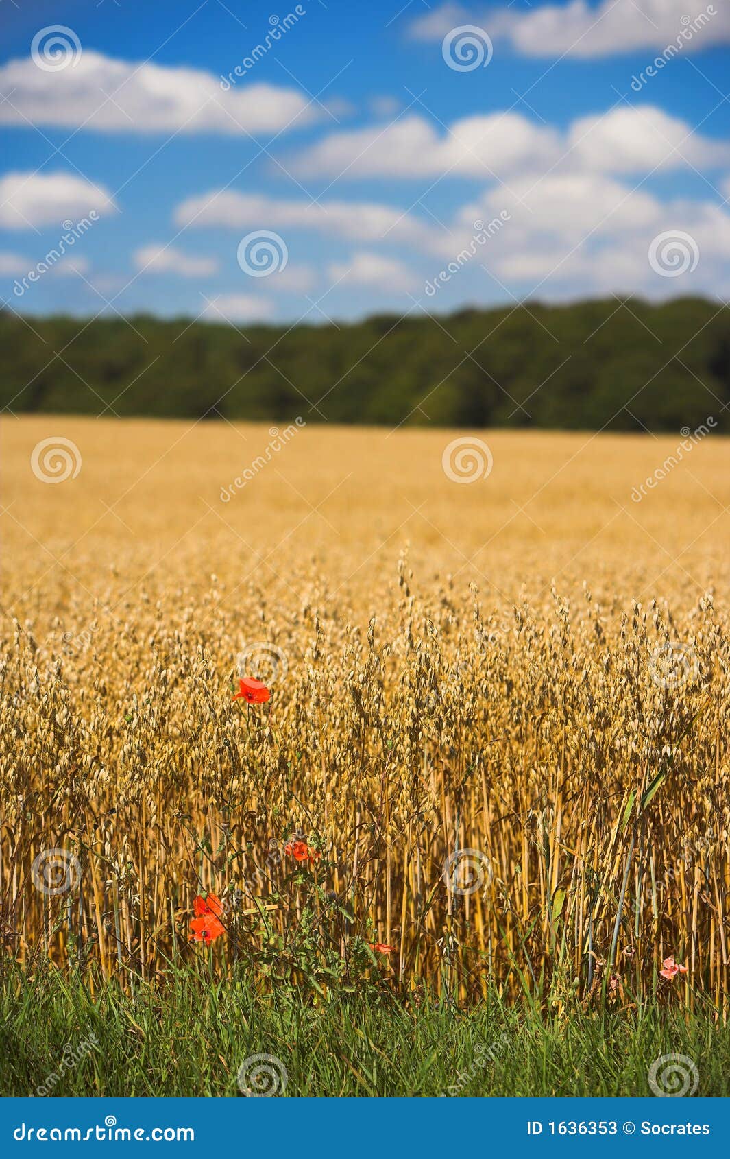 Time for harvest stock image. Image of agriculture, landscape - 1636353