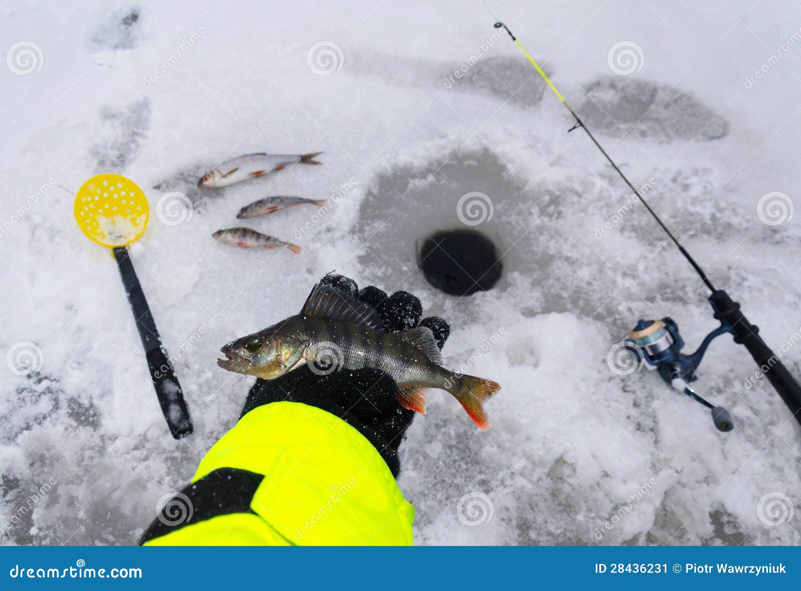 Time for Lake Winter Fishing Stock Image - Image of predator, hobby ...