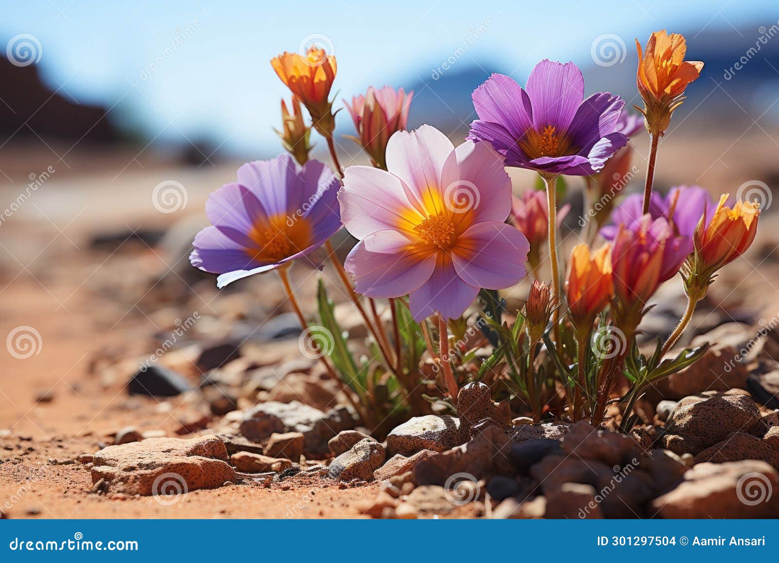 Time Lapse Captures Desert Flowers Blooming after Rain, Environmental ...