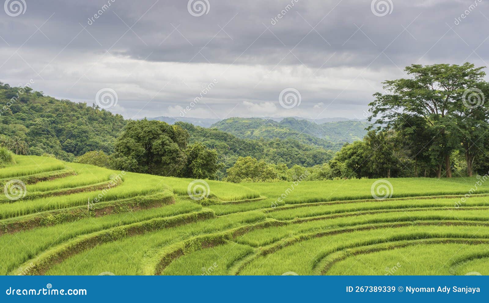 Time Lapse Cloudy Over the Terraced Rice Fields in the Morning Stock ...