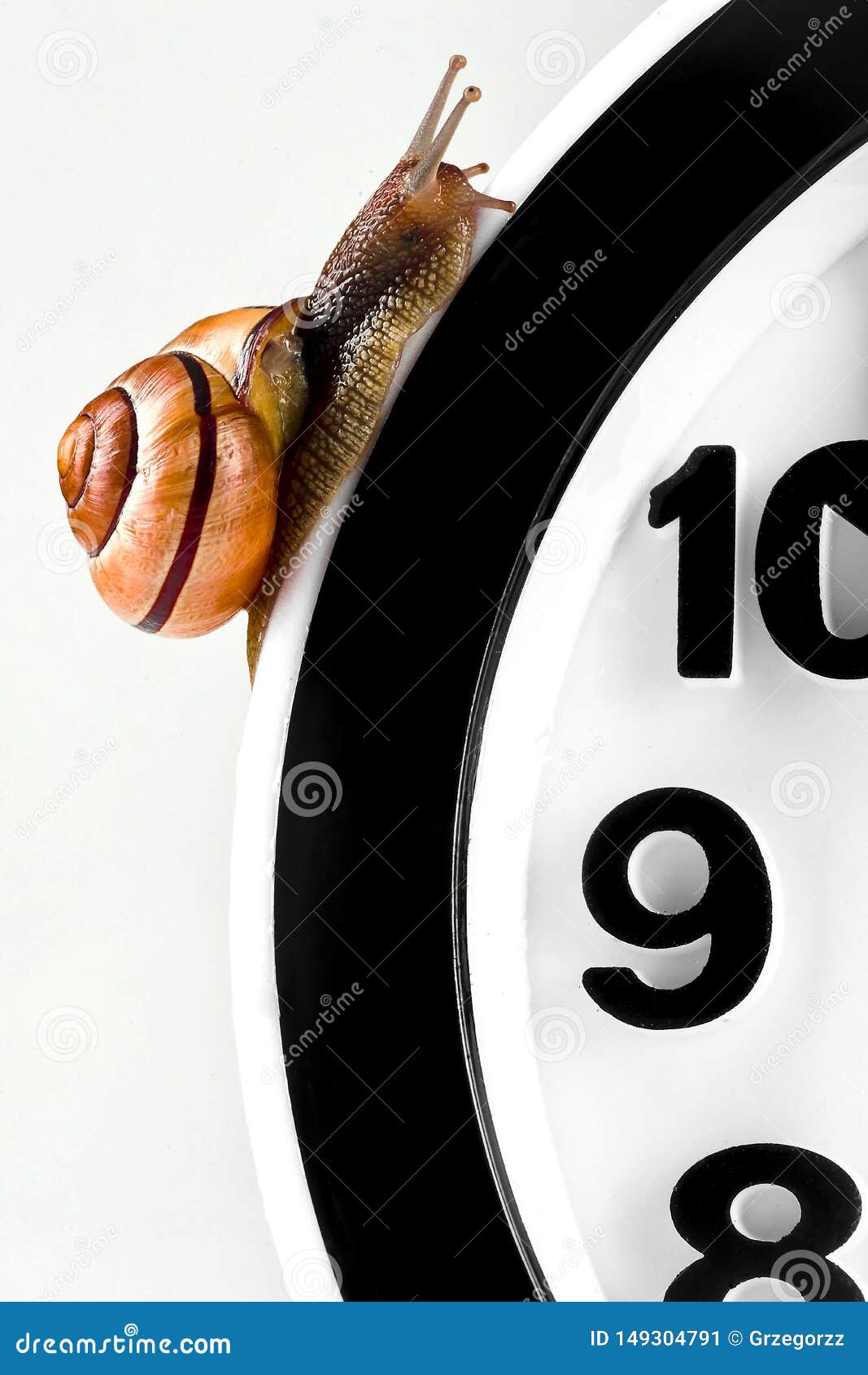 Time Lapse Concept - Snail and Clock Isolated on White Stock Image ...