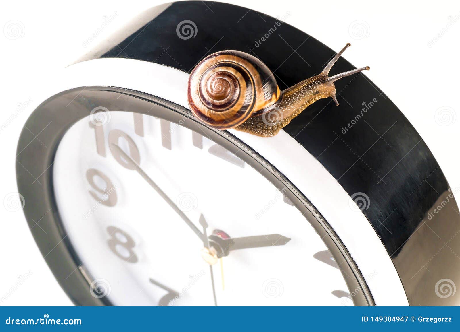 Time Lapse Concept - Snail and Clock Isolated on White Stock Image ...