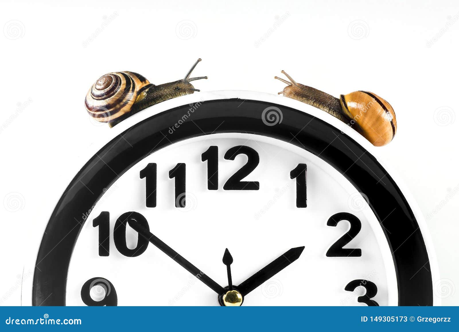 Time Lapse Concept - Snail and Clock Isolated on White Stock Image ...