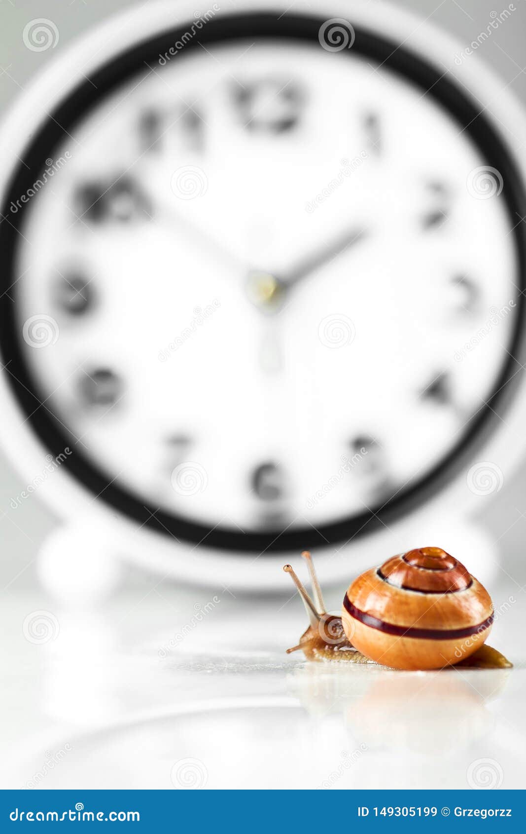 Time Lapse Concept - Snail and Clock Isolated on White Stock Image ...