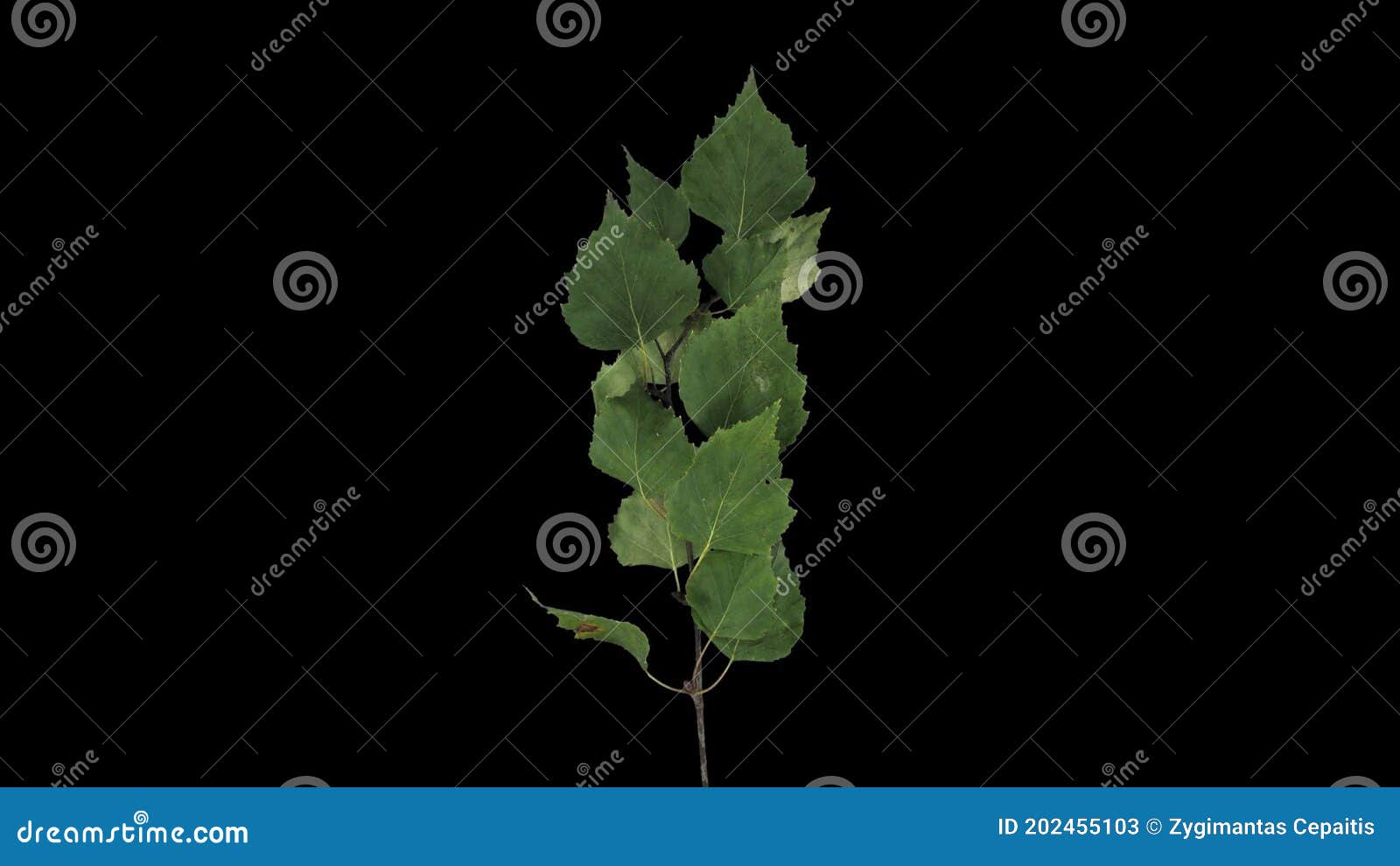 Time-lapse of Drying Birch Leaves with ALPHA Channel Stock Video ...