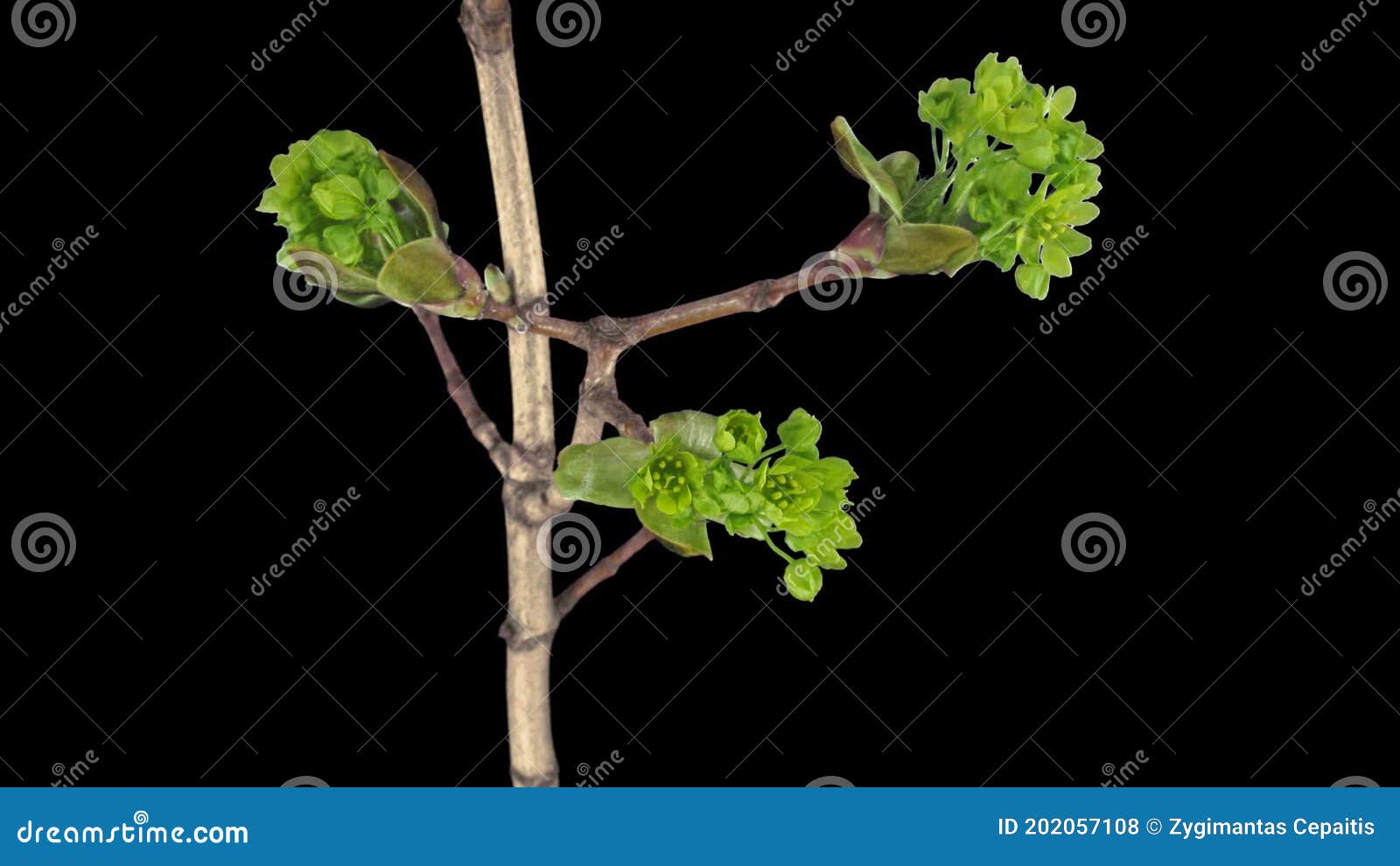 Time-lapse of Growing Maple Tree Branch, with ALPHA Channel Stock ...
