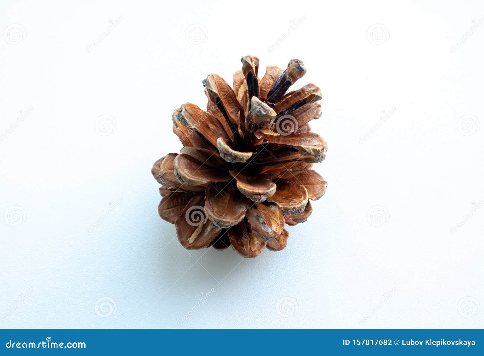 Time-lapse of Opening Pine Cone 5x1 in PNG Format with ALPHA ...