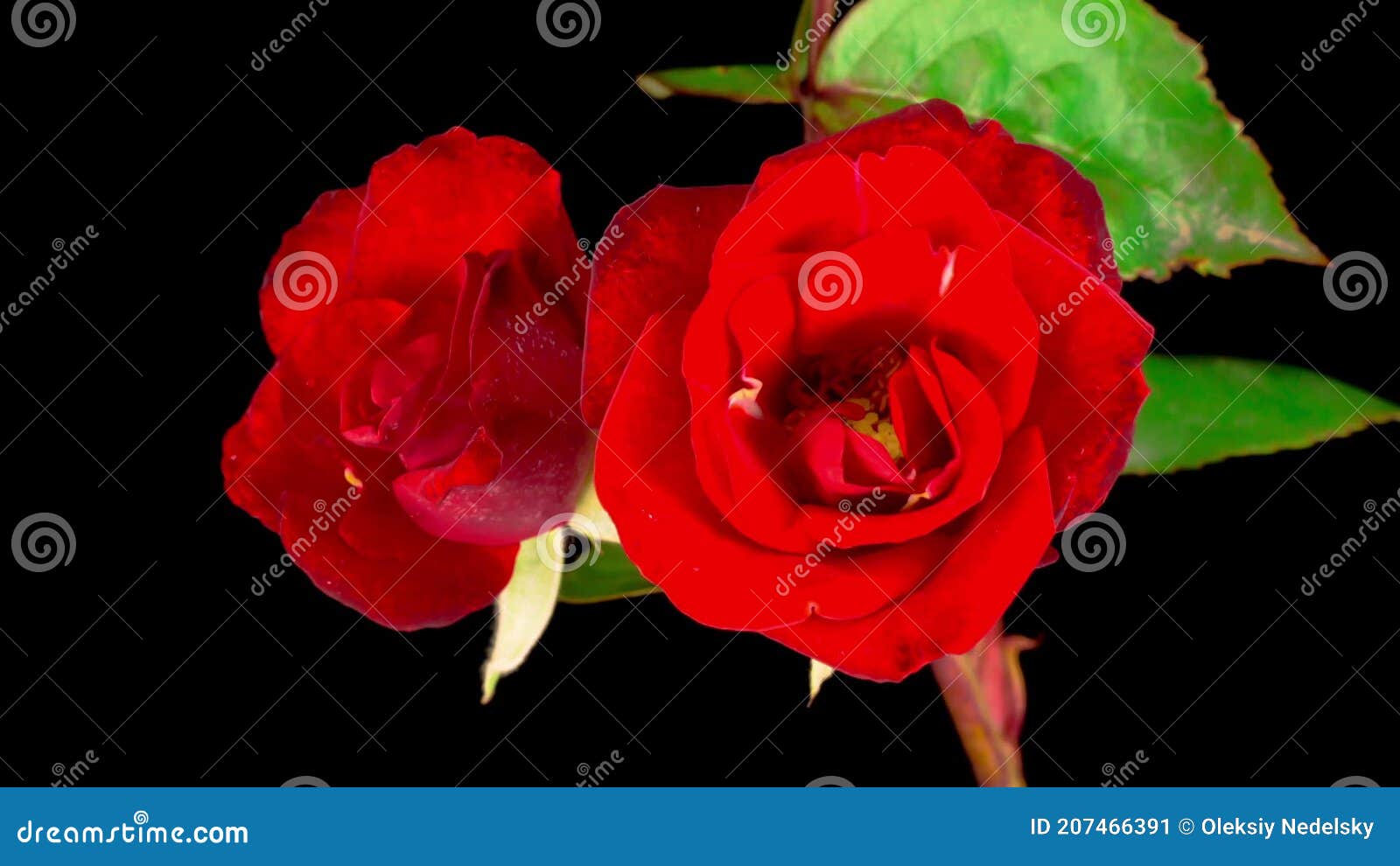 Time Lapse of Opening Red Rose Flower Stock Video - Video of coral ...