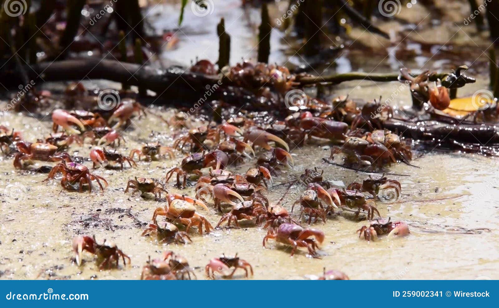 Time-lapse of Red Crabs Eating at a Beach with Mangroves Stock Video ...