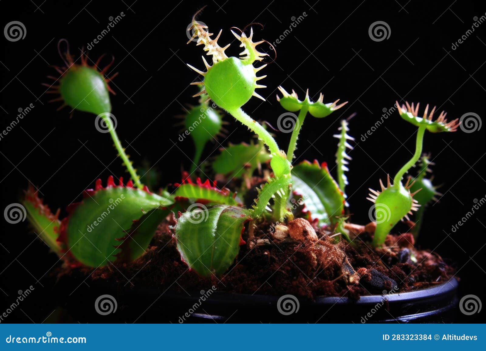 Time-lapse Sequence of Venus Flytrap Catching and Digesting Prey Stock ...