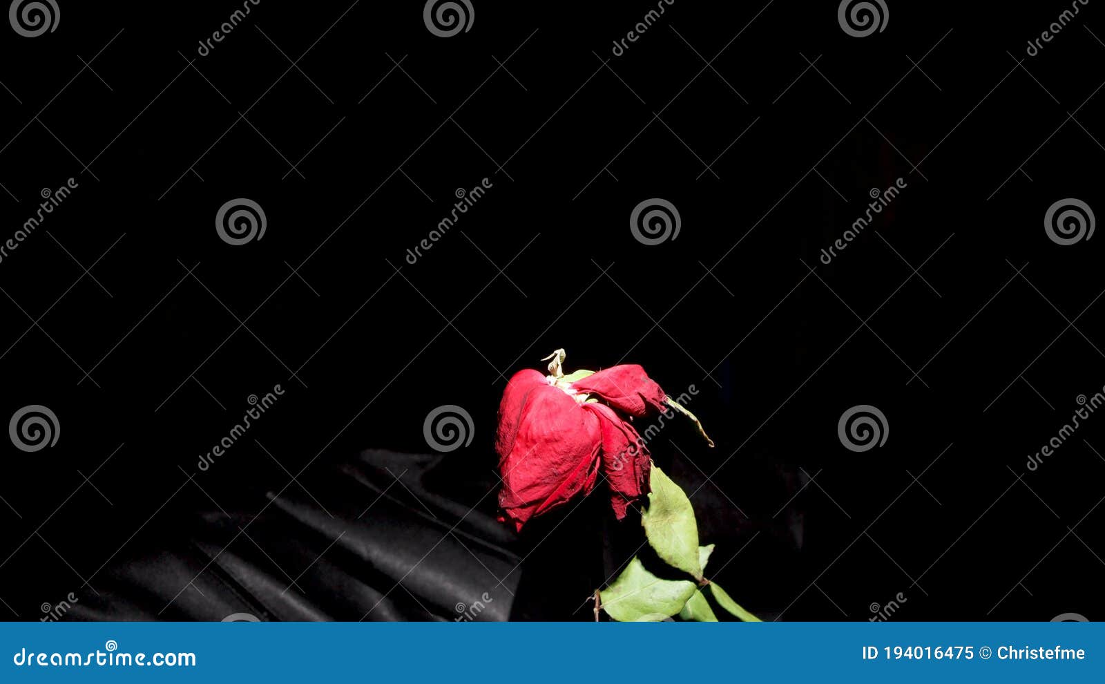 Time Lapse Shooting of Withered Red Rose Stock Video - Video of beauty ...