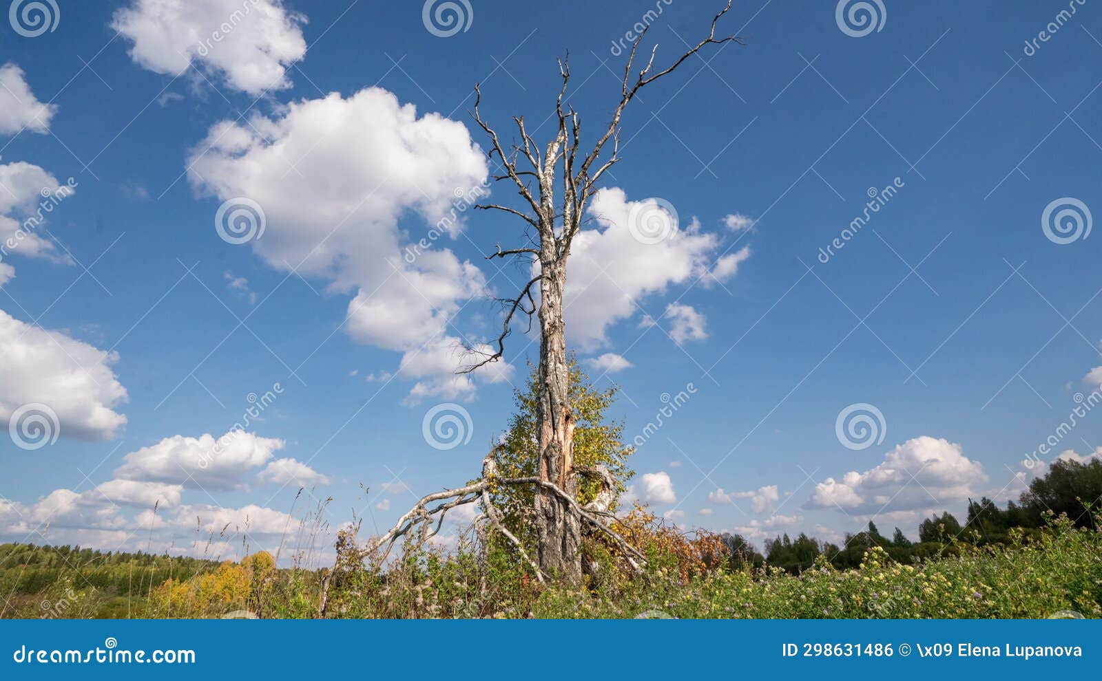 Time Lapse of a Tree Silhouette Against a Beautiful Cloudy Sky in a ...