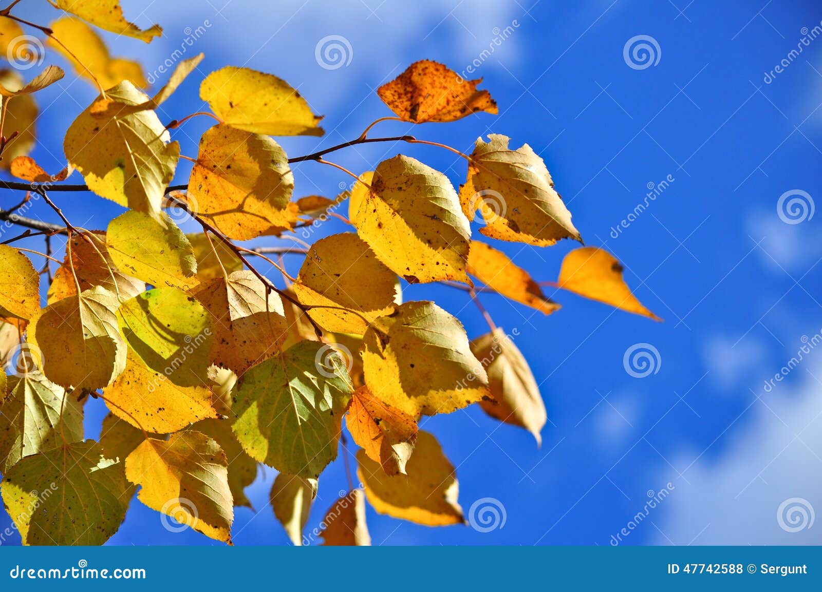 Time of Leaf Fall - Bright Leaves on Branches. Stock Photo - Image of ...
