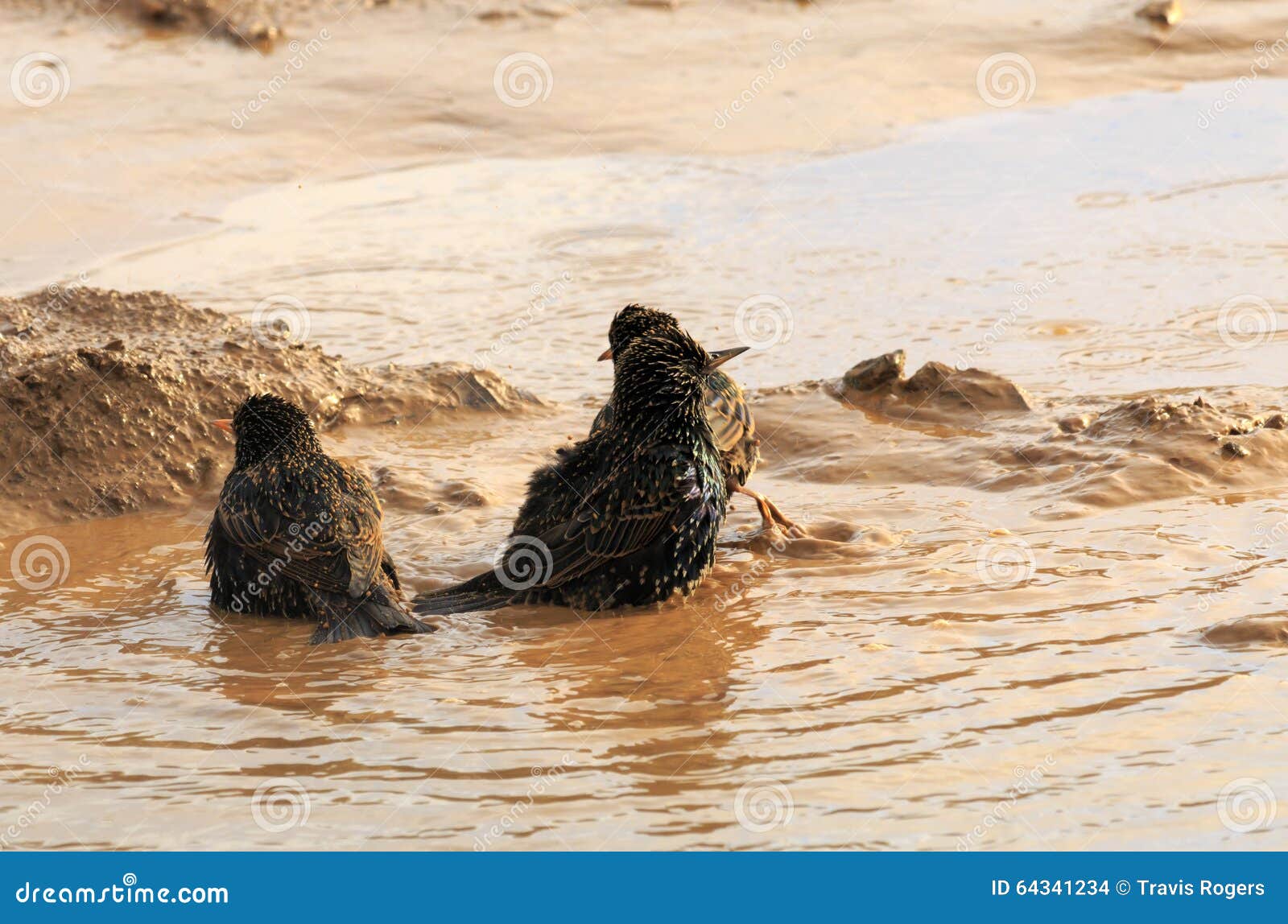 Time for a Mud Bath stock photo. Image of multiple, mound - 64341234