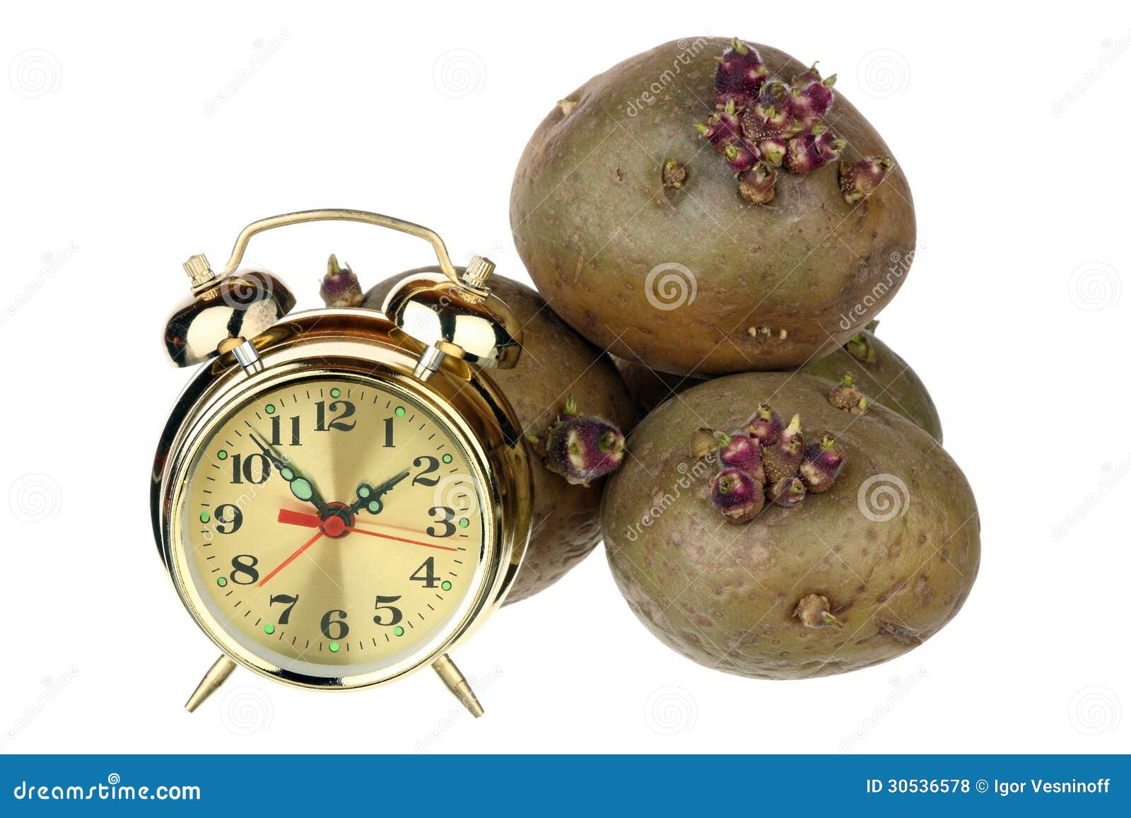 Time for planting potatoes stock photo. Image of sprout - 30536578