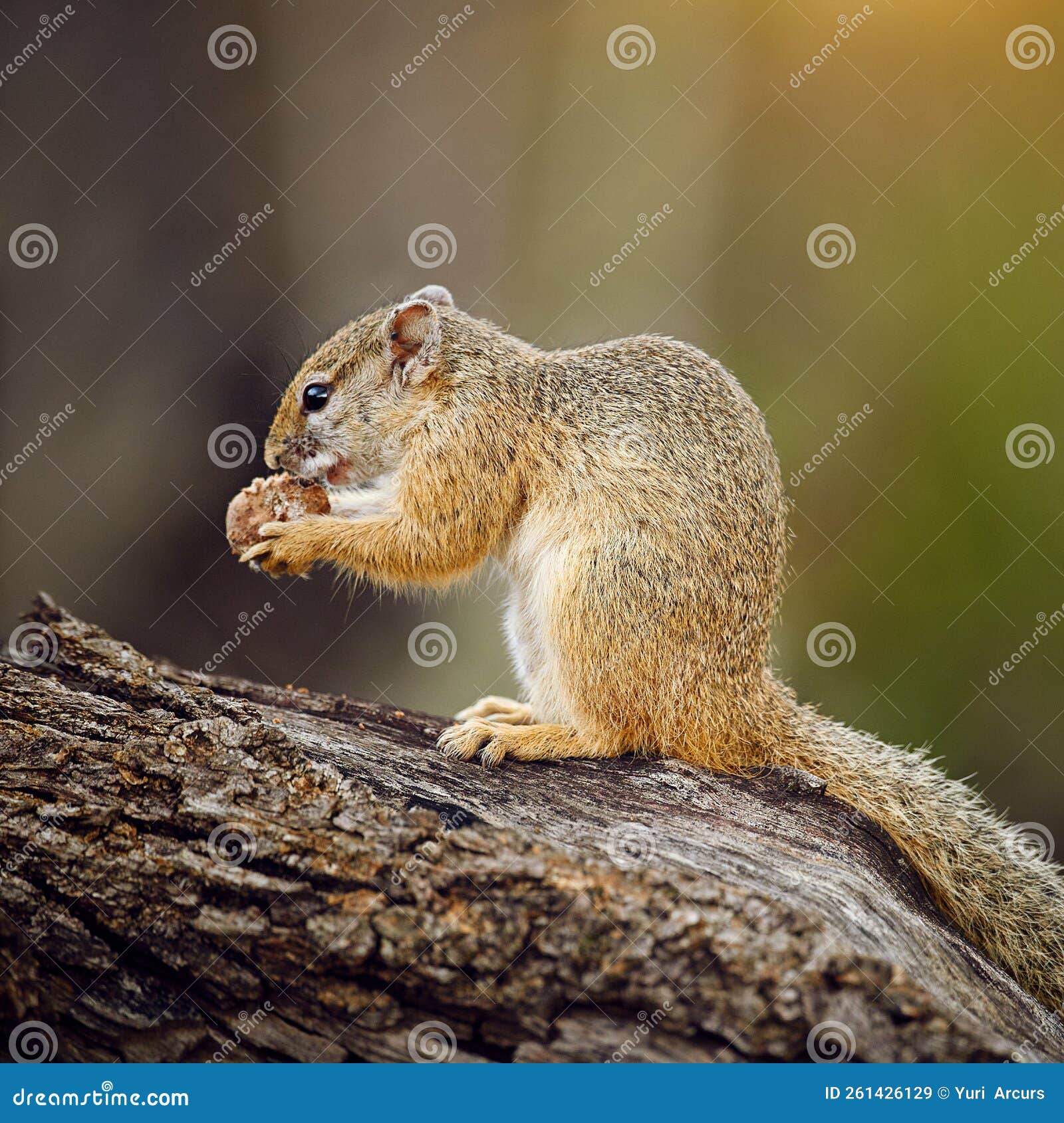 Time for a Quick Nibble. a Squirrel Eating a Nut Out in the African ...