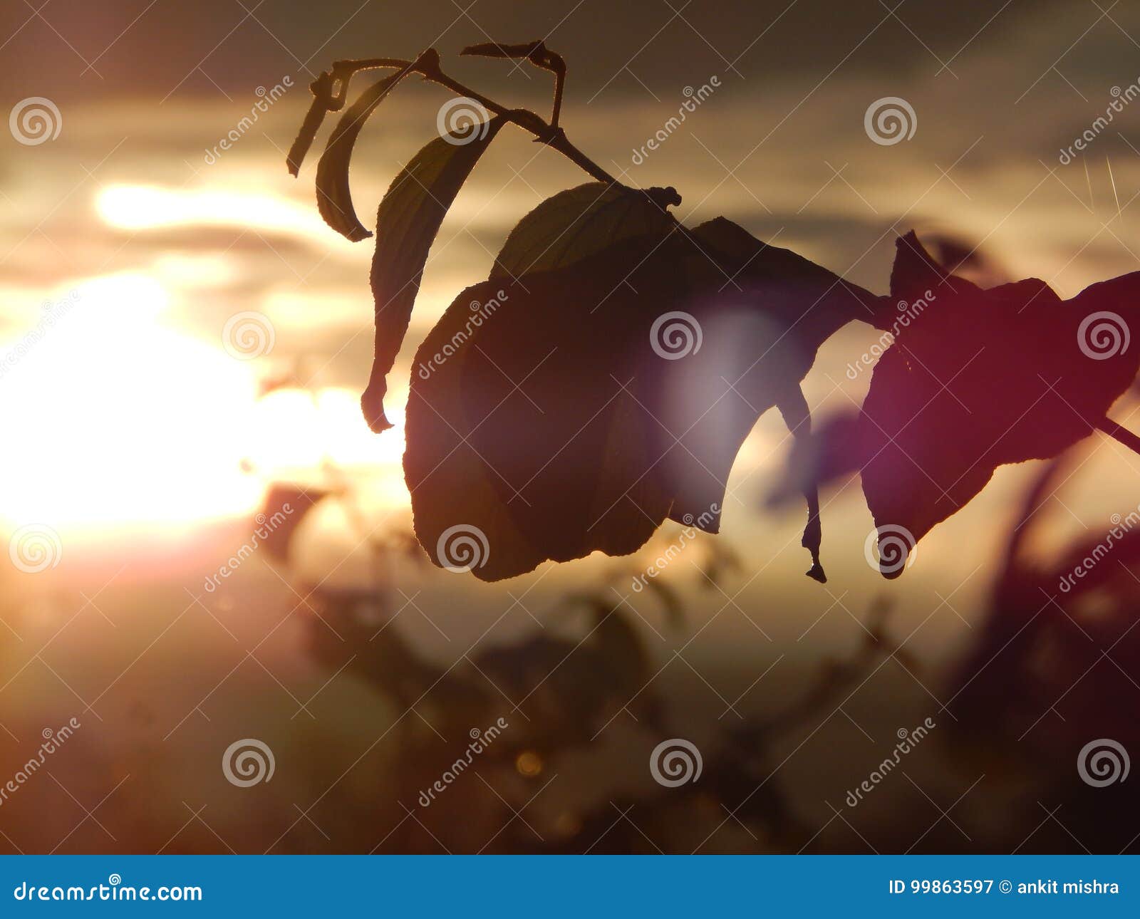 Nature beauty stock image. Image of leaf, beauty, nature - 99863597