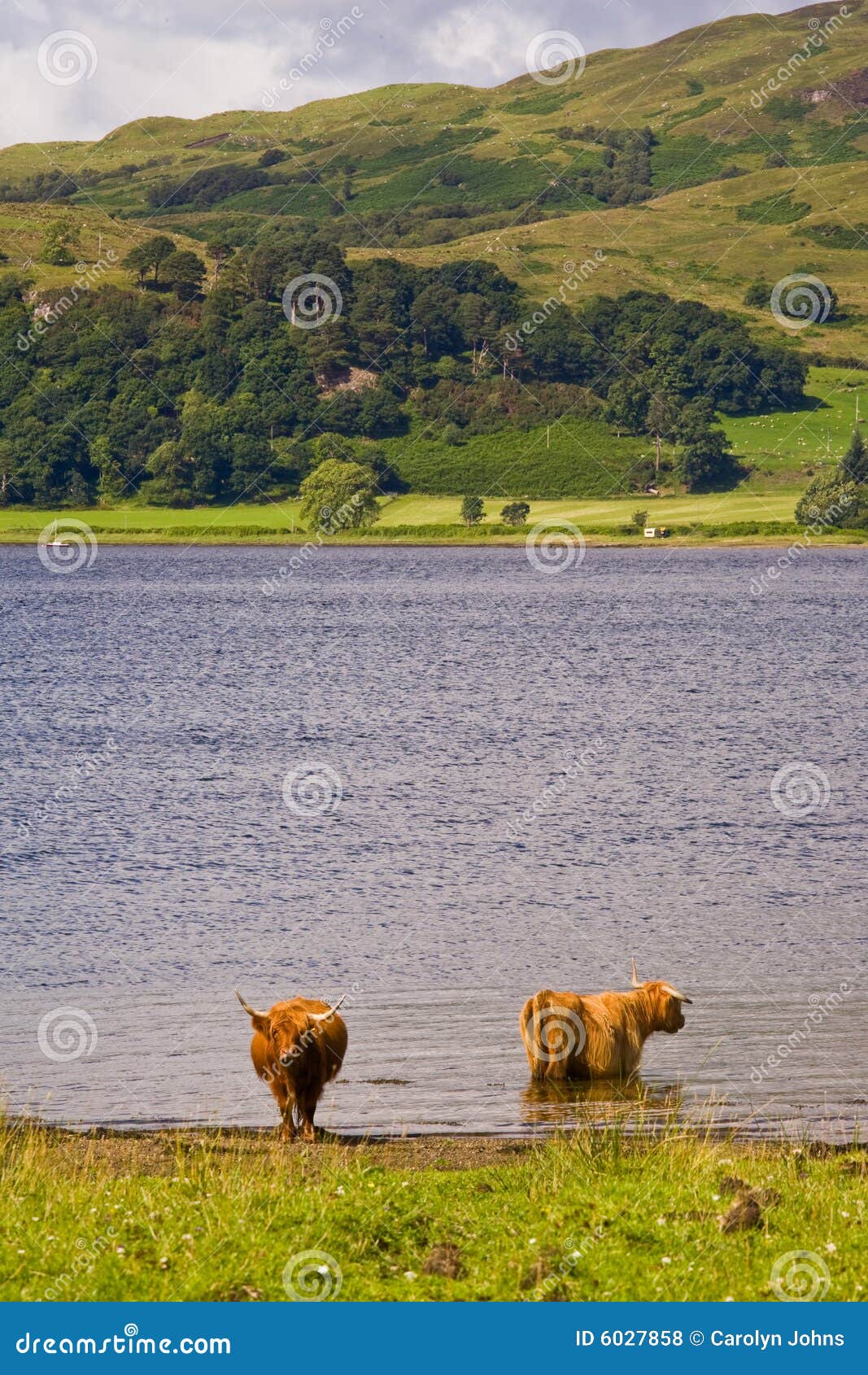 Time to cool off stock photo. Image of cooling, cows, heat - 6027858