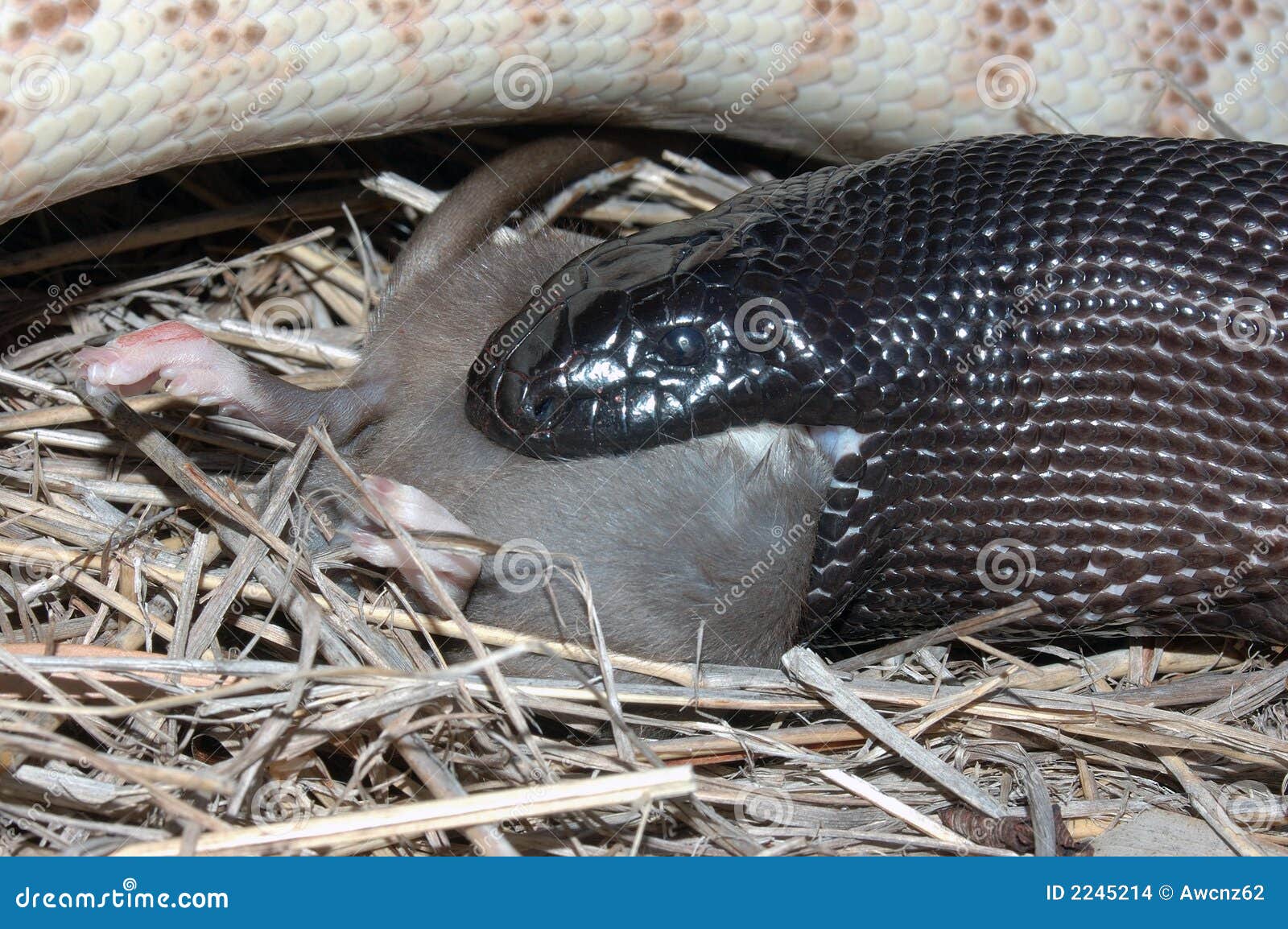 Snakes Eating Rats Photos - Free & Royalty-Free Stock Photos from ...