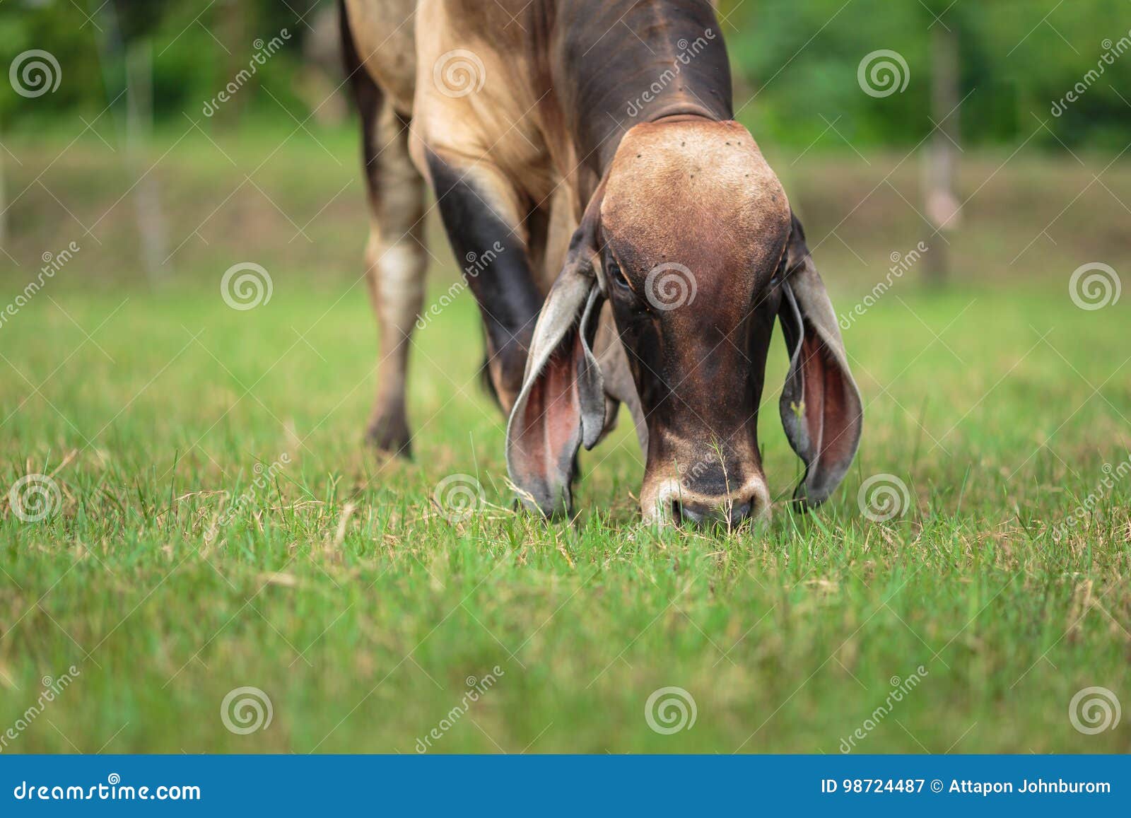 Time to eat stock image. Image of wildlife, petlife, meadow - 98724487