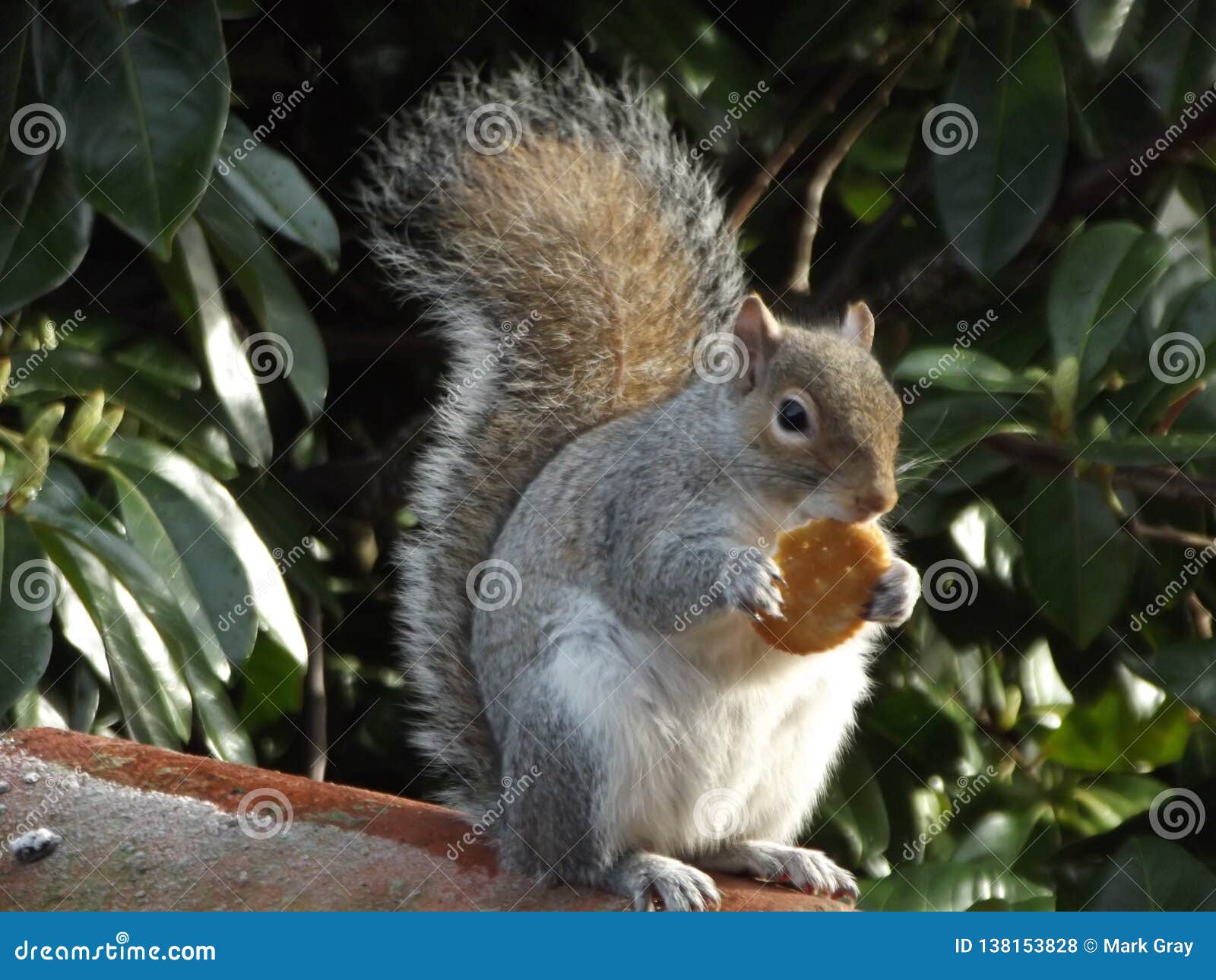 Time To Eat stock photo. Image of time, squirrel, biscuit - 138153828