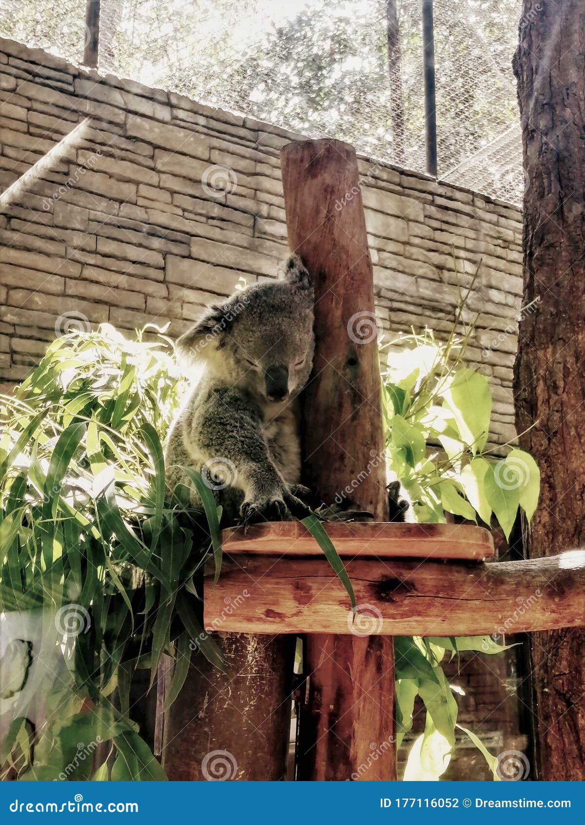 Time To Sleep...Koala in Australian Zoo Stock Photo - Image of ...