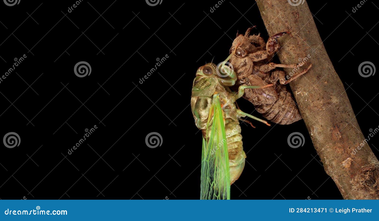 Timelapse of a Cicada Shedding Its Shell and Emerging with Wings Stock ...
