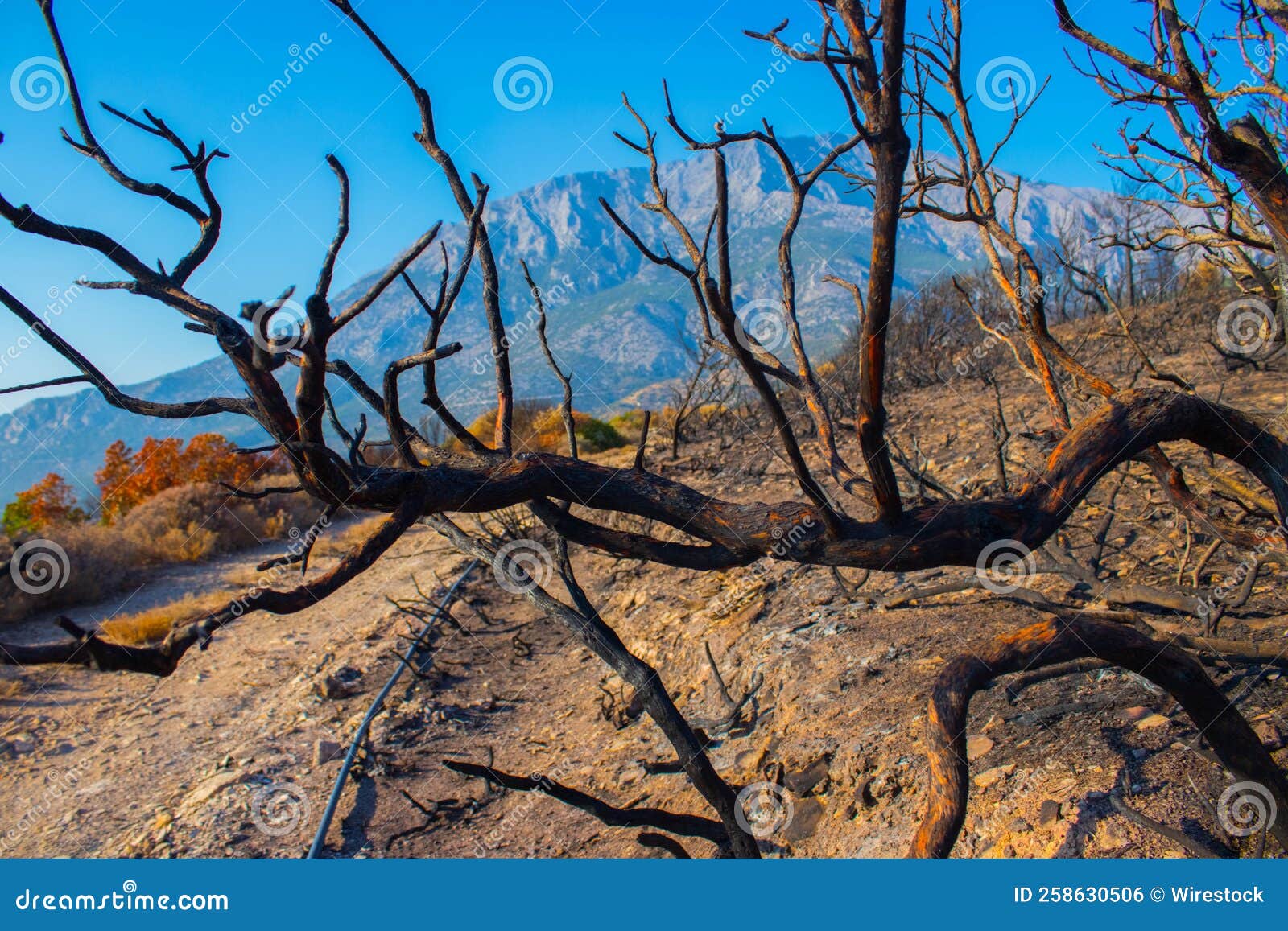 Timelapse of the Sun through the Bare Trees Stock Photo - Image of ...