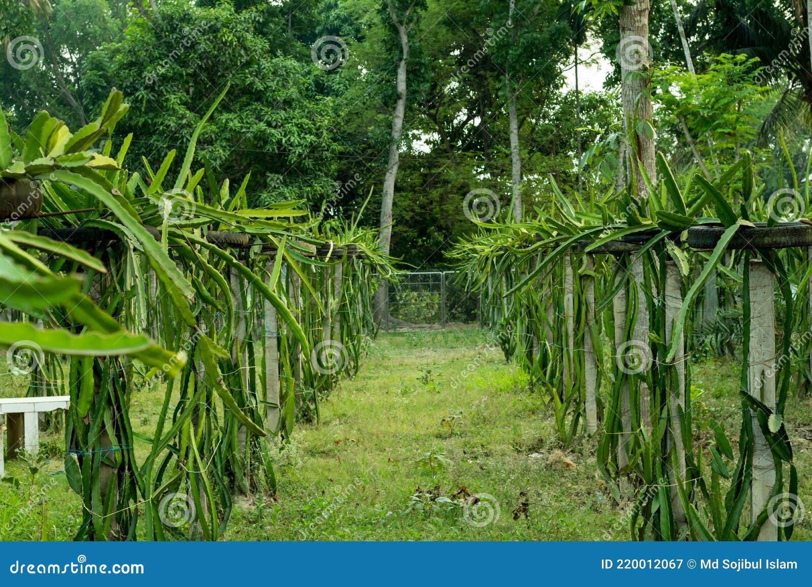 Indoor Dragon Palm Tree Stock Image | CartoonDealer.com #178082659
