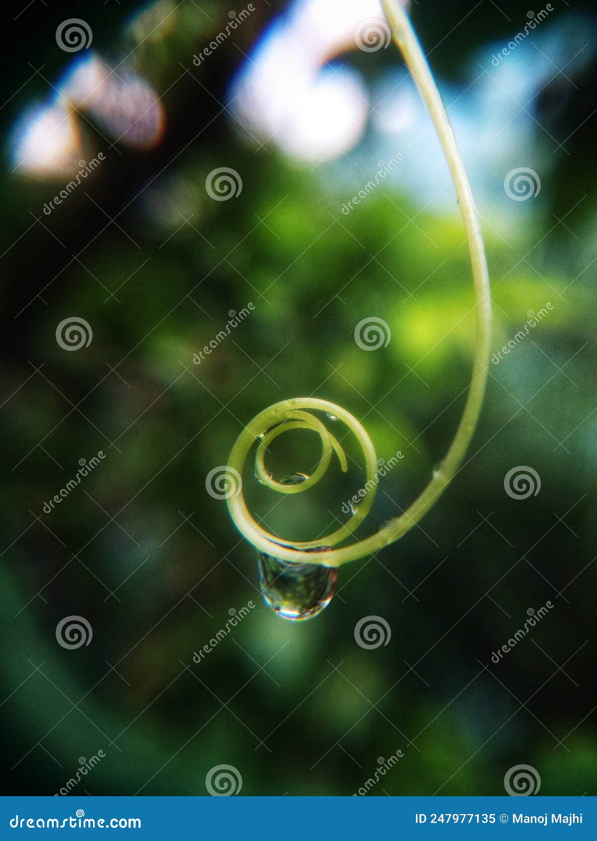 Timeless nature vision stock image. Image of flower - 247977135