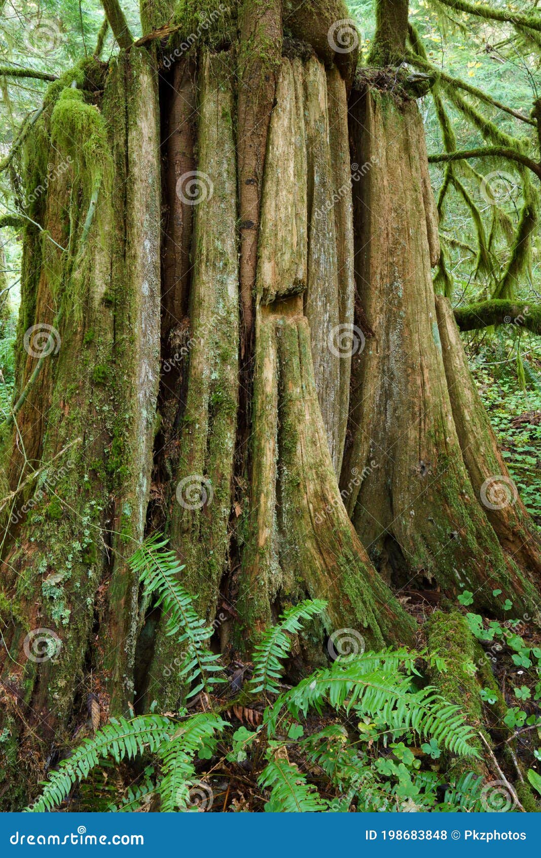 Times Past stock photo. Image of notches, loggers, times - 198683848