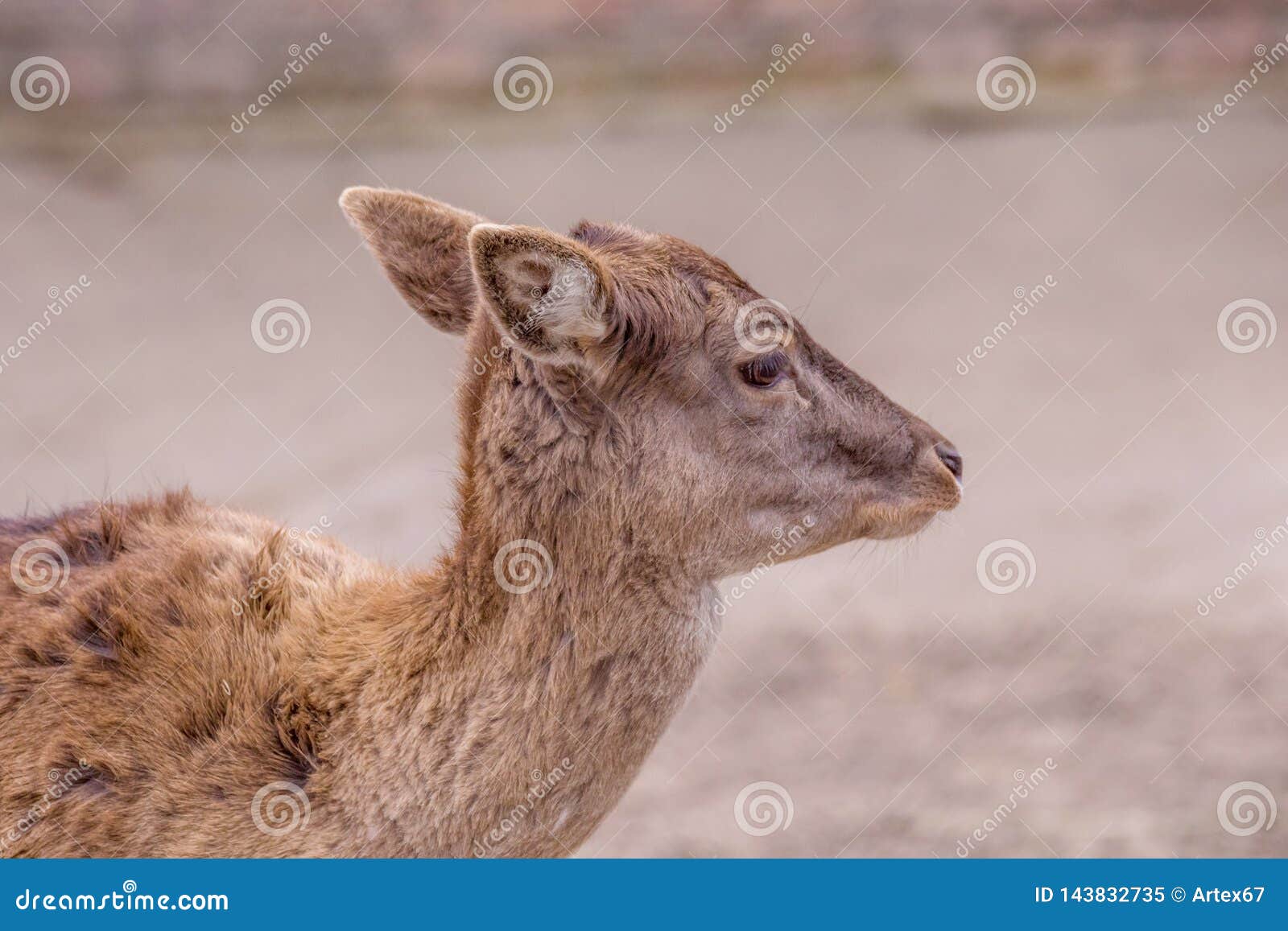 Timid Artiodactic Animal Young Roe Deer Portrait Stock Image - Image of ...