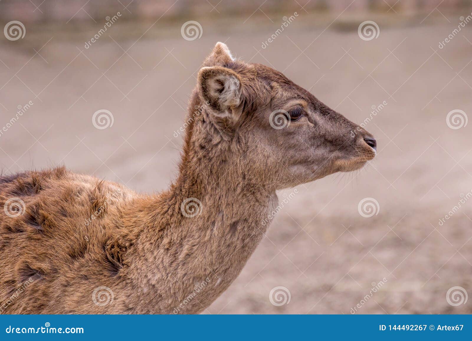 Timid Artiodactic Animal Young Roe Deer Portrait Stock Image - Image of ...