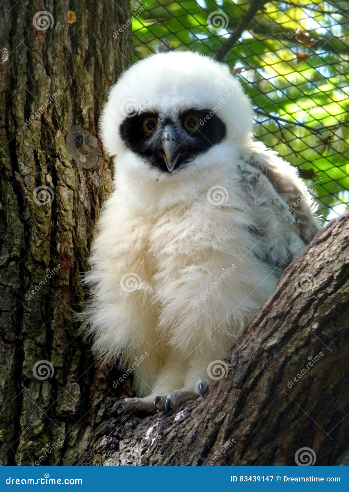 A timid bird stock image. Image of nature, park, bird - 83439147