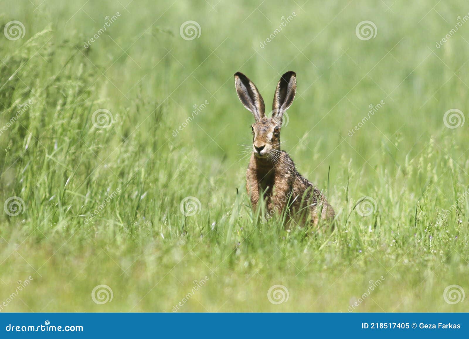 Timid Rabbit in the Green Grass Stock Image - Image of brown, antlers ...