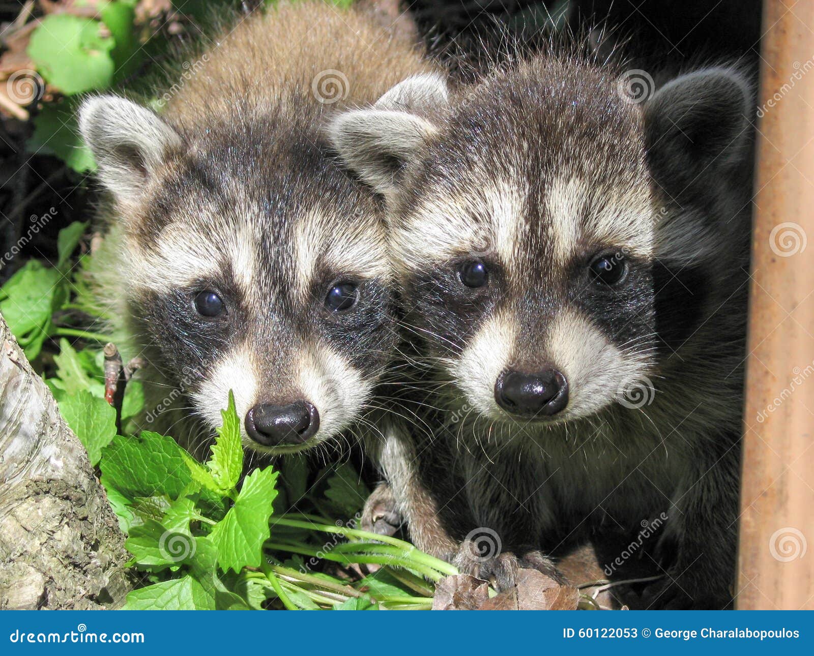 Timid raccoon cub siblings stock image. Image of masked - 60122053