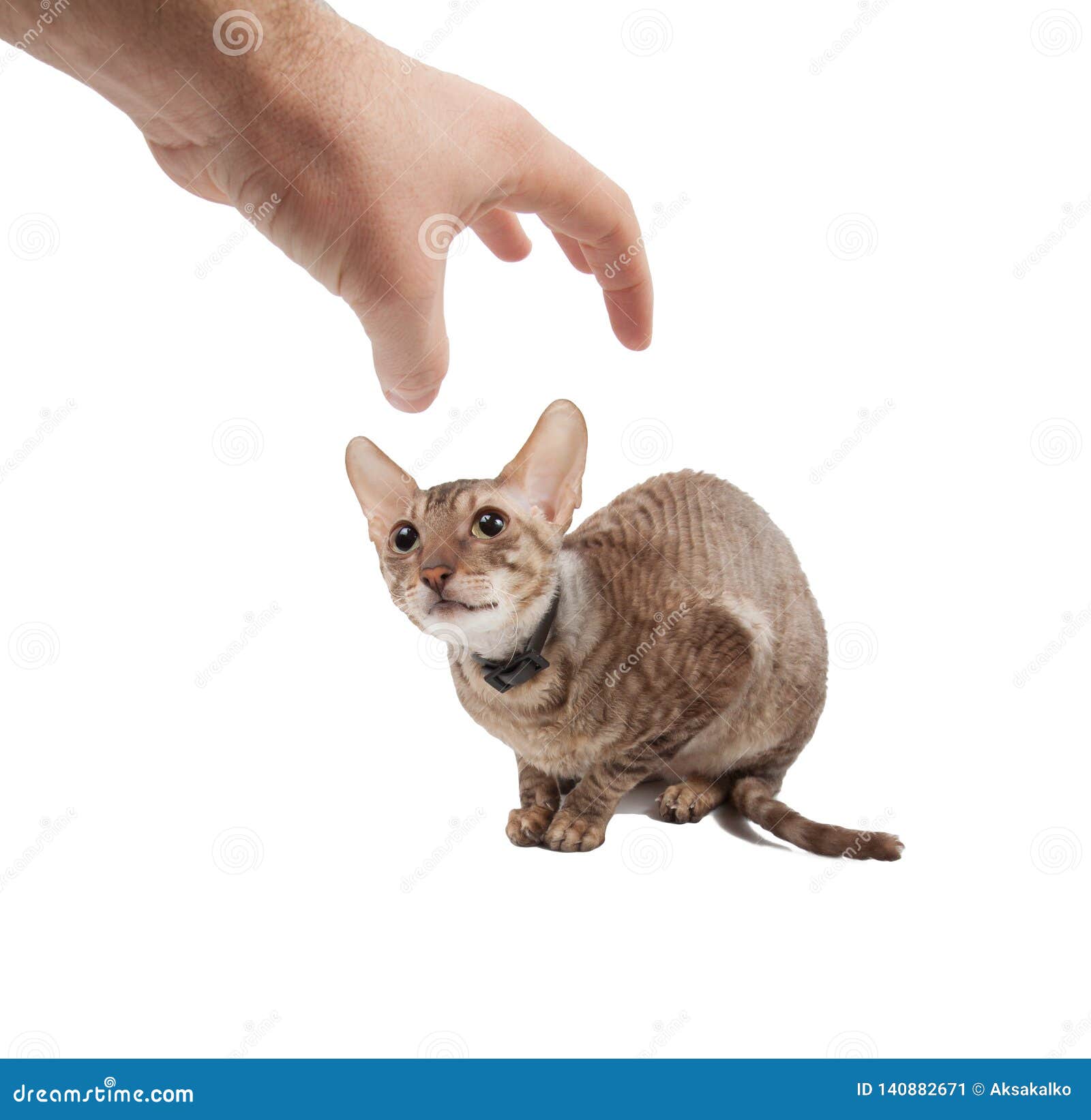 Timid and Scared Young Cornish Rex Cat Stock Image - Image of ...
