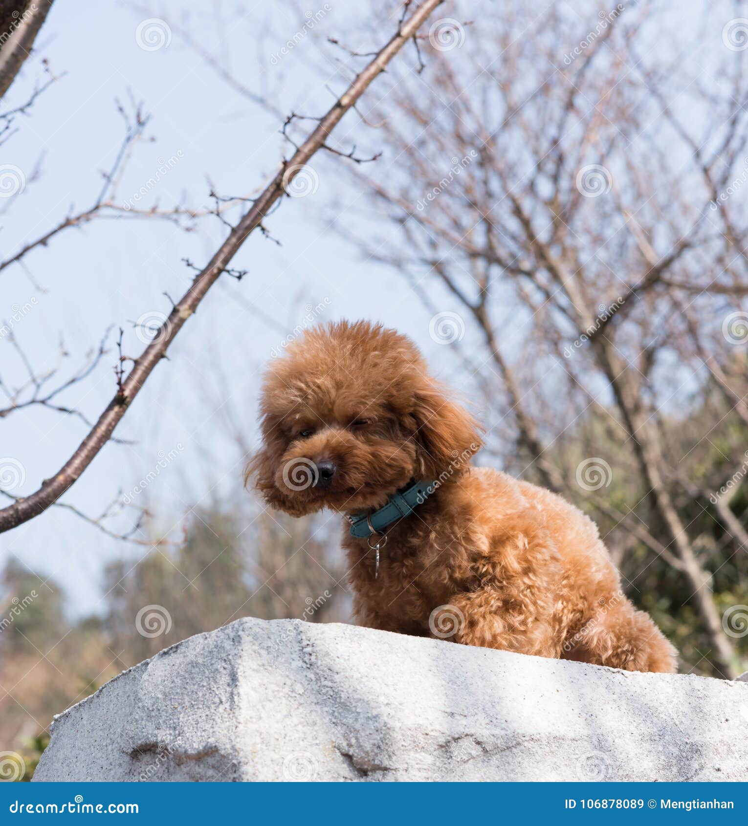 Shy Teddy stock image. Image of hallssuzhou, terraces - 106878089