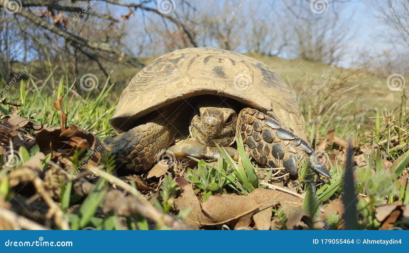 Timid Turtle Wandering on the Grass. Stock Photo - Image of wandering ...