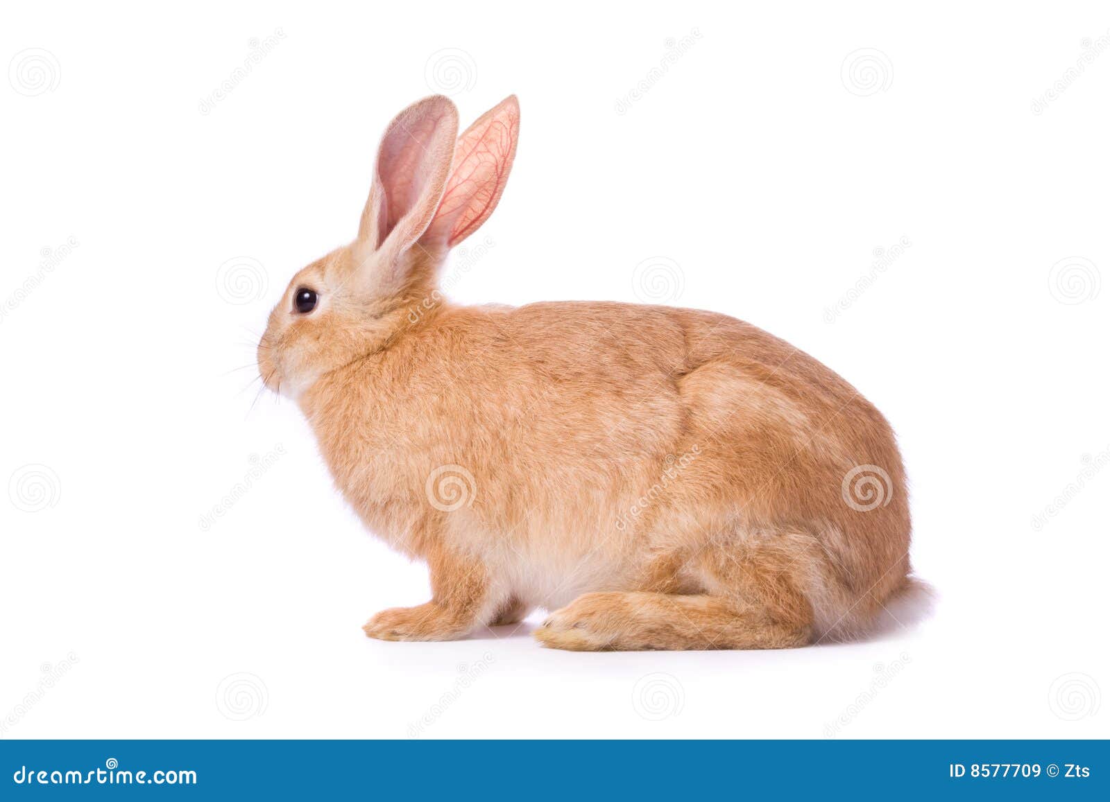 Timid young red rabbit stock image. Image of furry, studio - 8577709