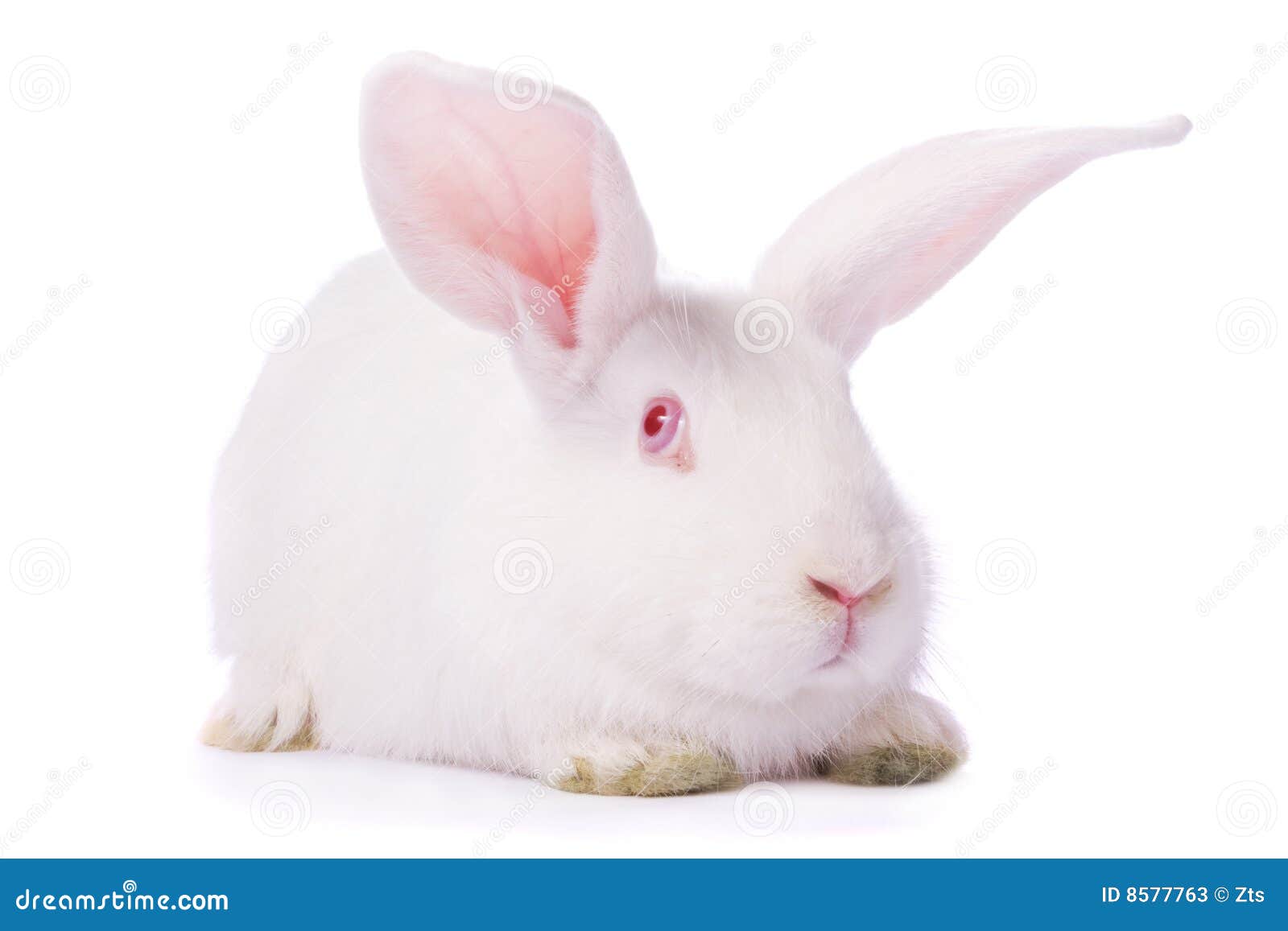 Timid young white rabbit stock image. Image of laid, little - 8577763