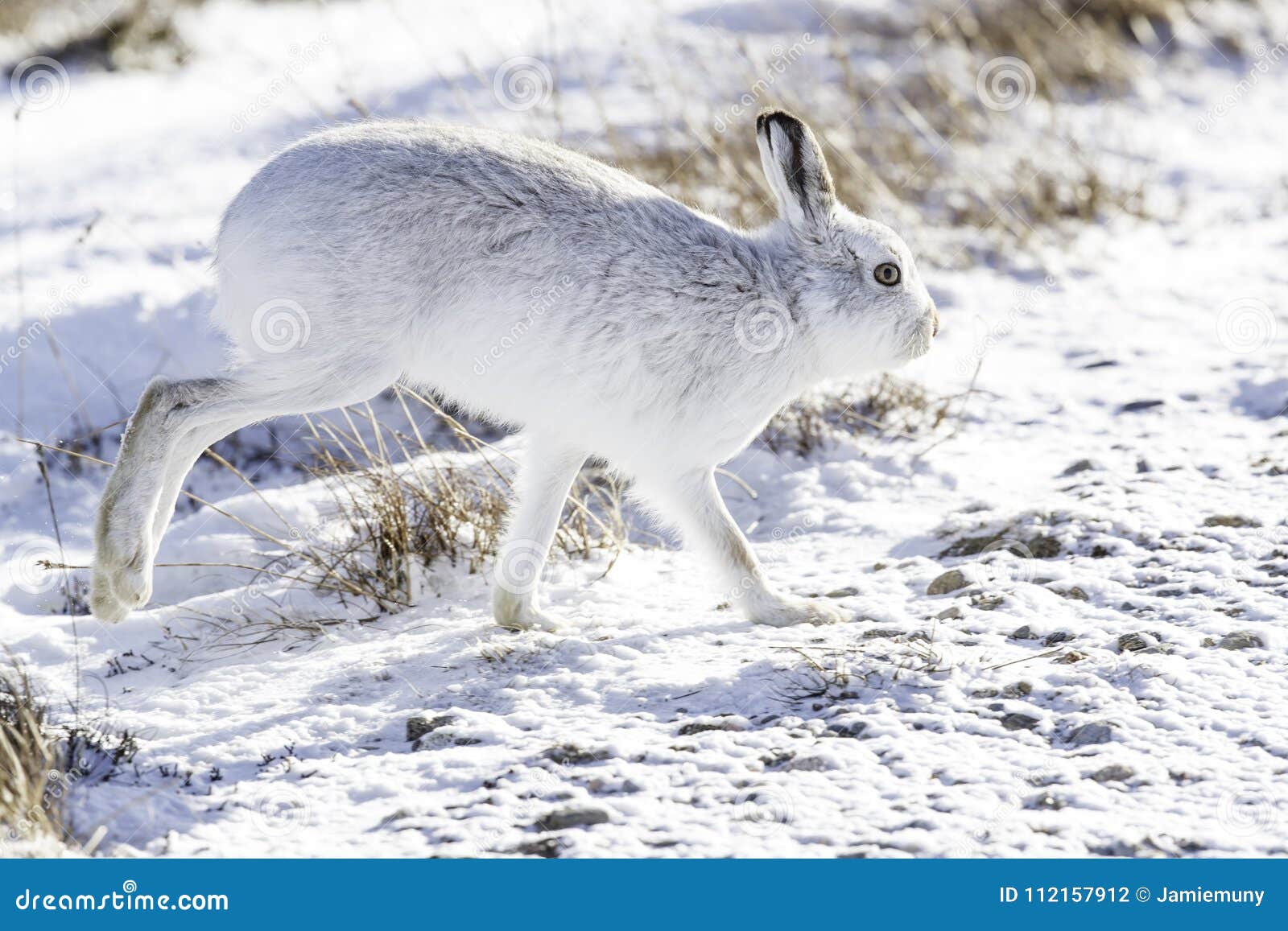 Timidus Bianco Del Lepus Della Lepre Della Montagna Fotografia Stock ...