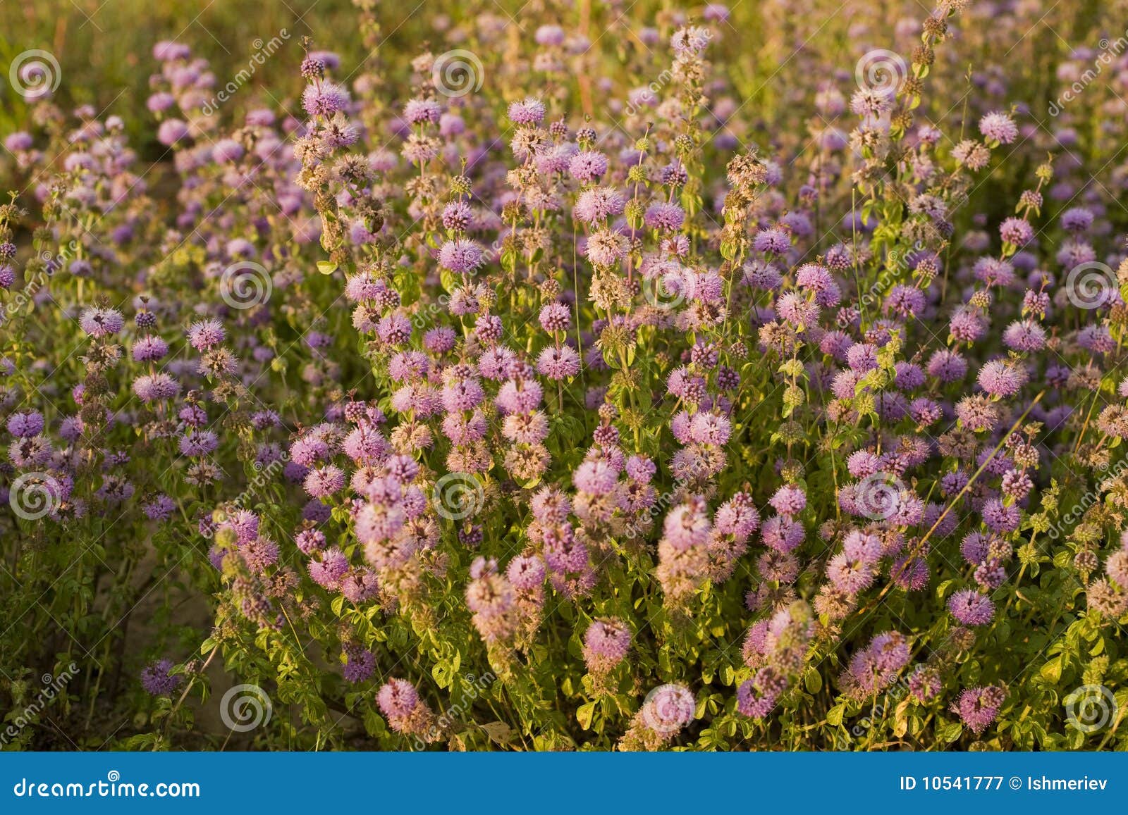 Timjan fotografering för bildbyråer. Bild av stamma, makro - 10541777