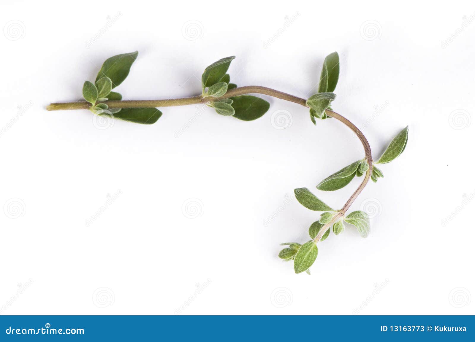 Timjan fotografering för bildbyråer. Bild av makro, inget - 13163773