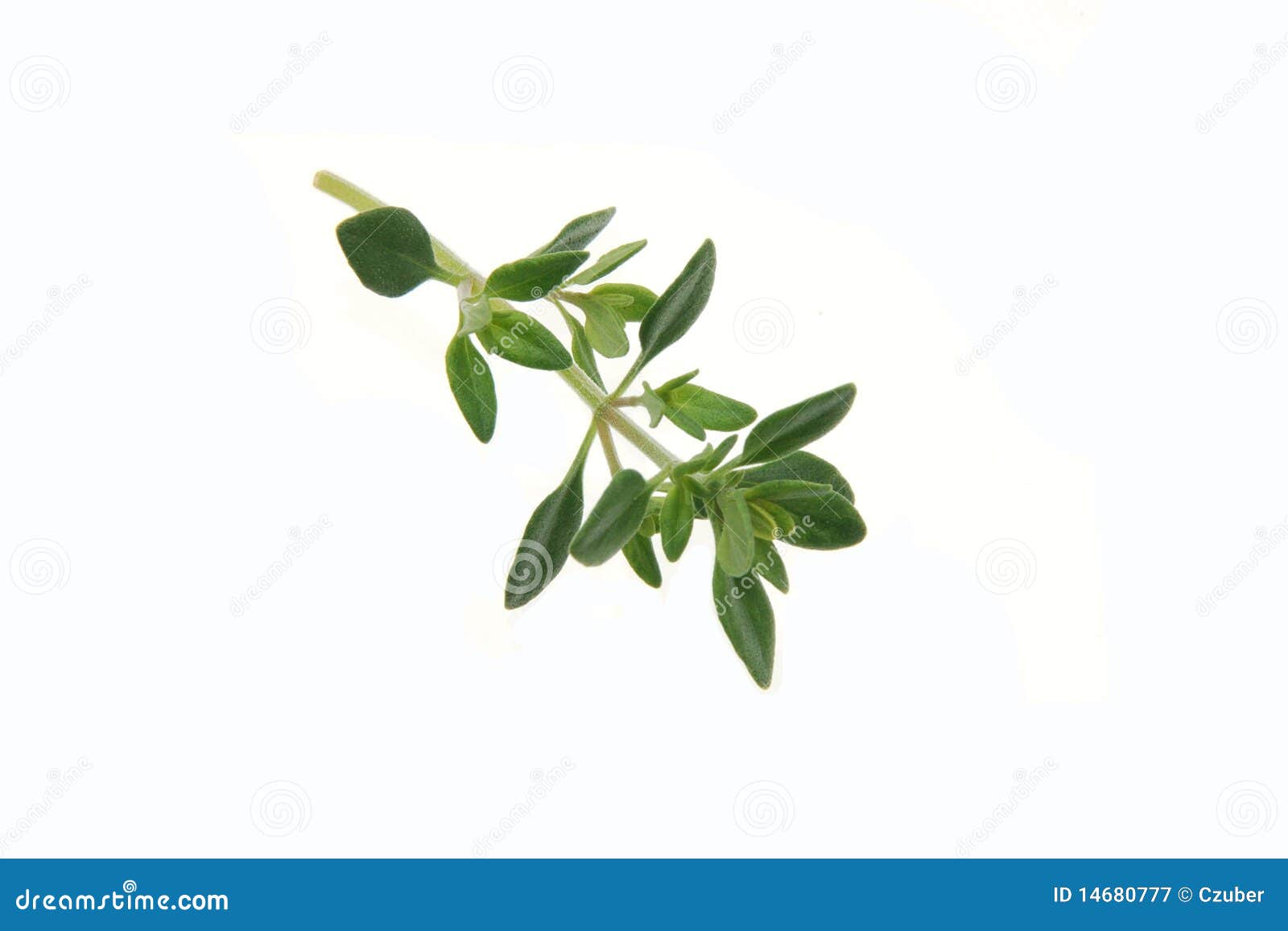 Timjan fotografering för bildbyråer. Bild av kulinariskt - 14680777