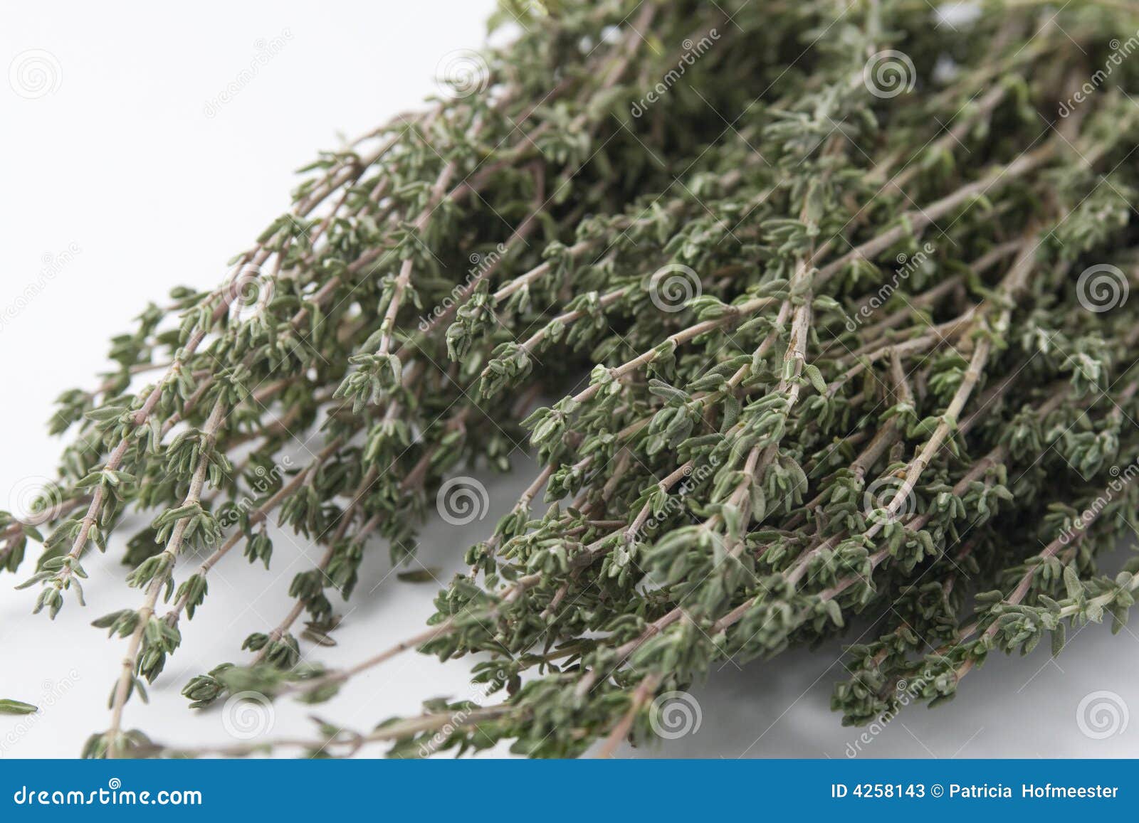 Timjan fotografering för bildbyråer. Bild av ört, matlagning - 4258143