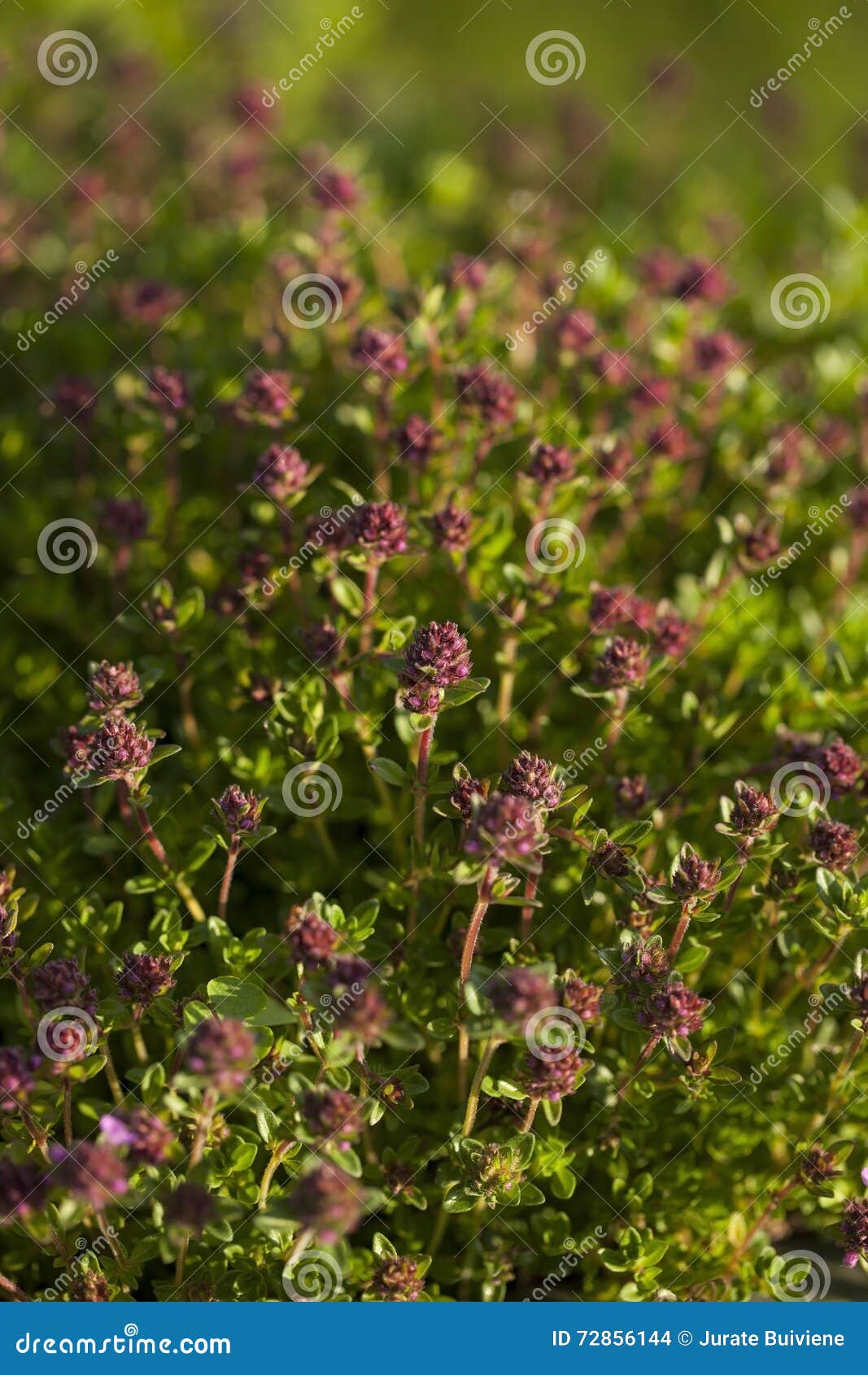 Timjan arkivfoto. Bild av växa, växt, sommar, ingrediens - 72856144