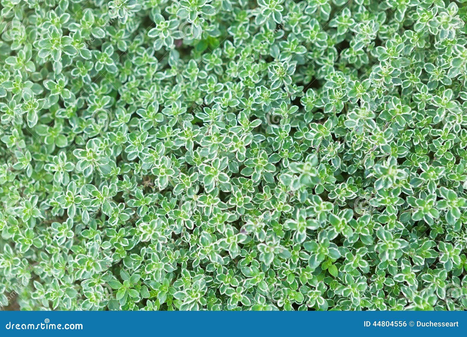 Timjan Herb Background arkivfoto. Bild av växa, kulinariskt - 44804556